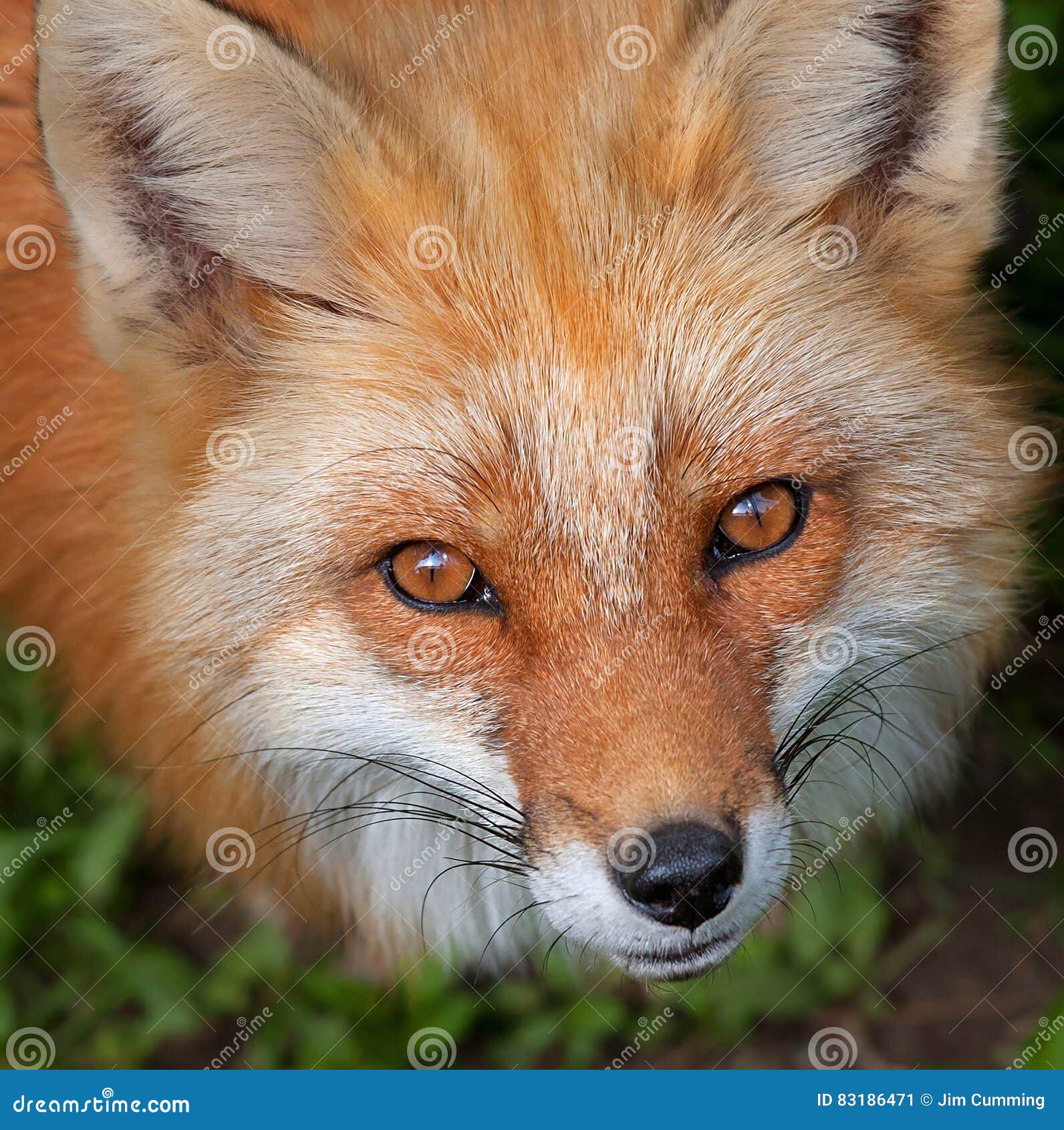 Red Fox Vulpes Vulpes in the Spring Looking Up at Camera Stock Image ...