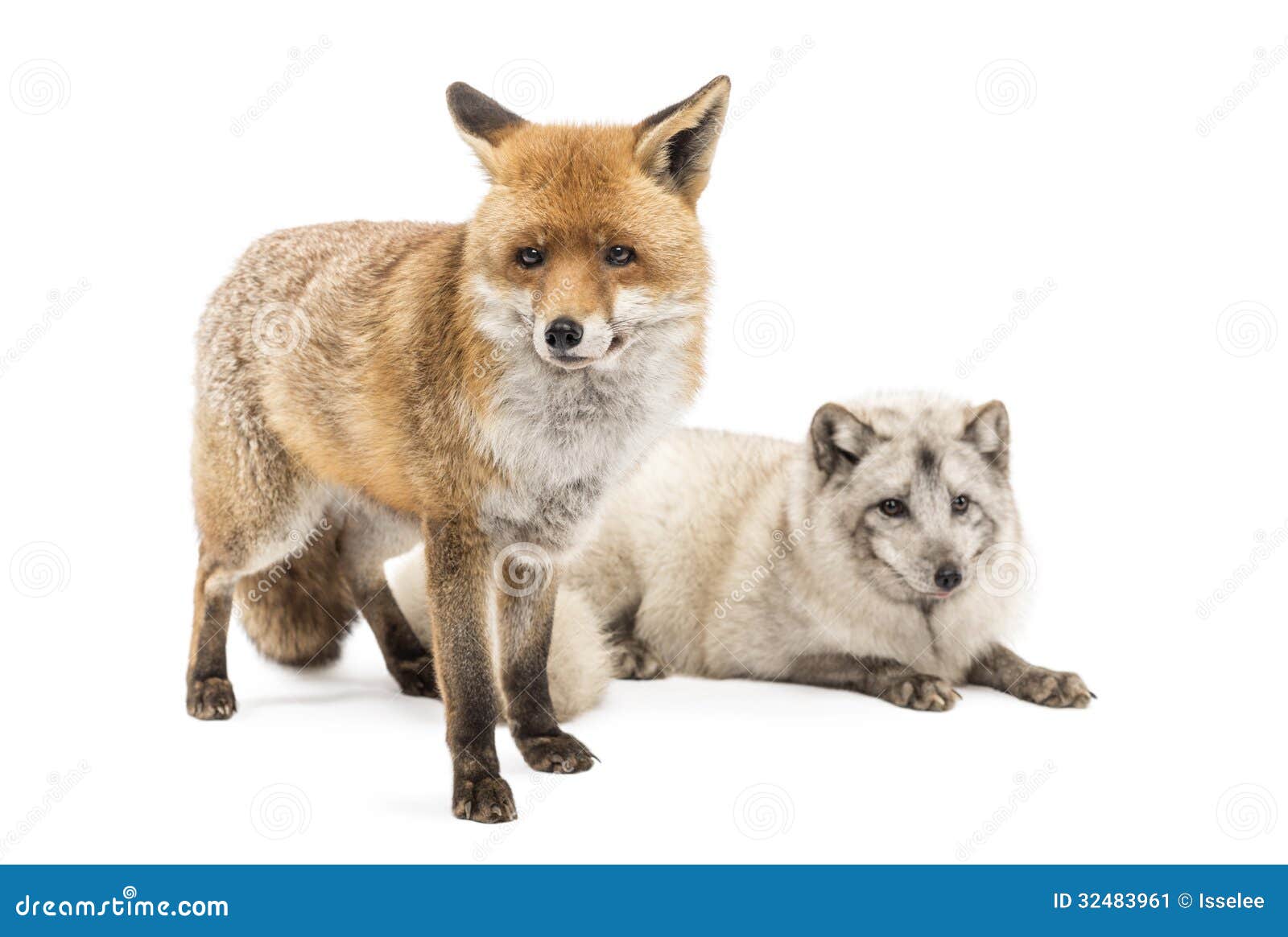Red Fox, Vulpes Vulpes, Standing And Arctic Fox, Isolated On White ...