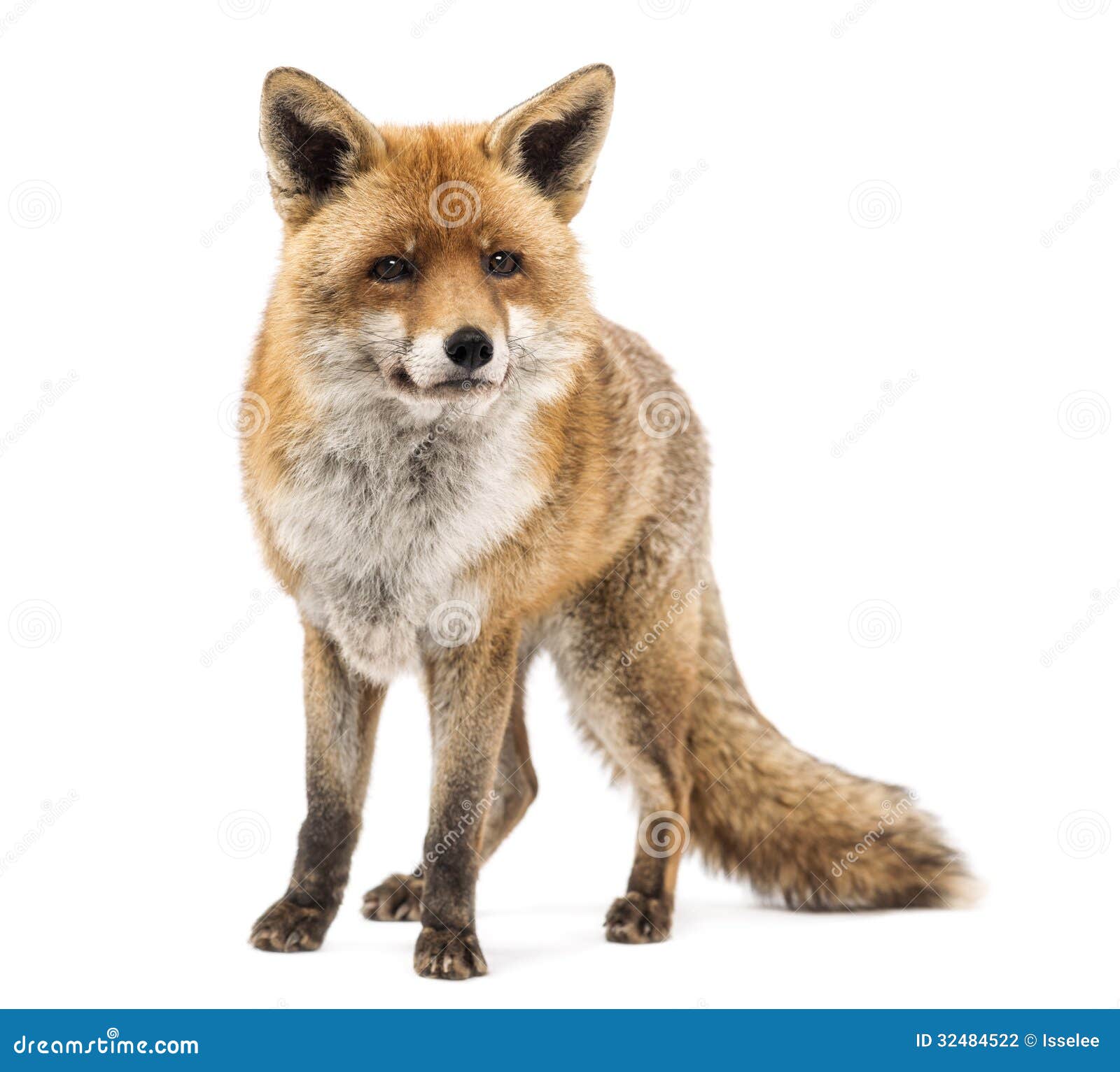 Red Fox, Vulpes Vulpes, Standing And Arctic Fox, Isolated On White ...