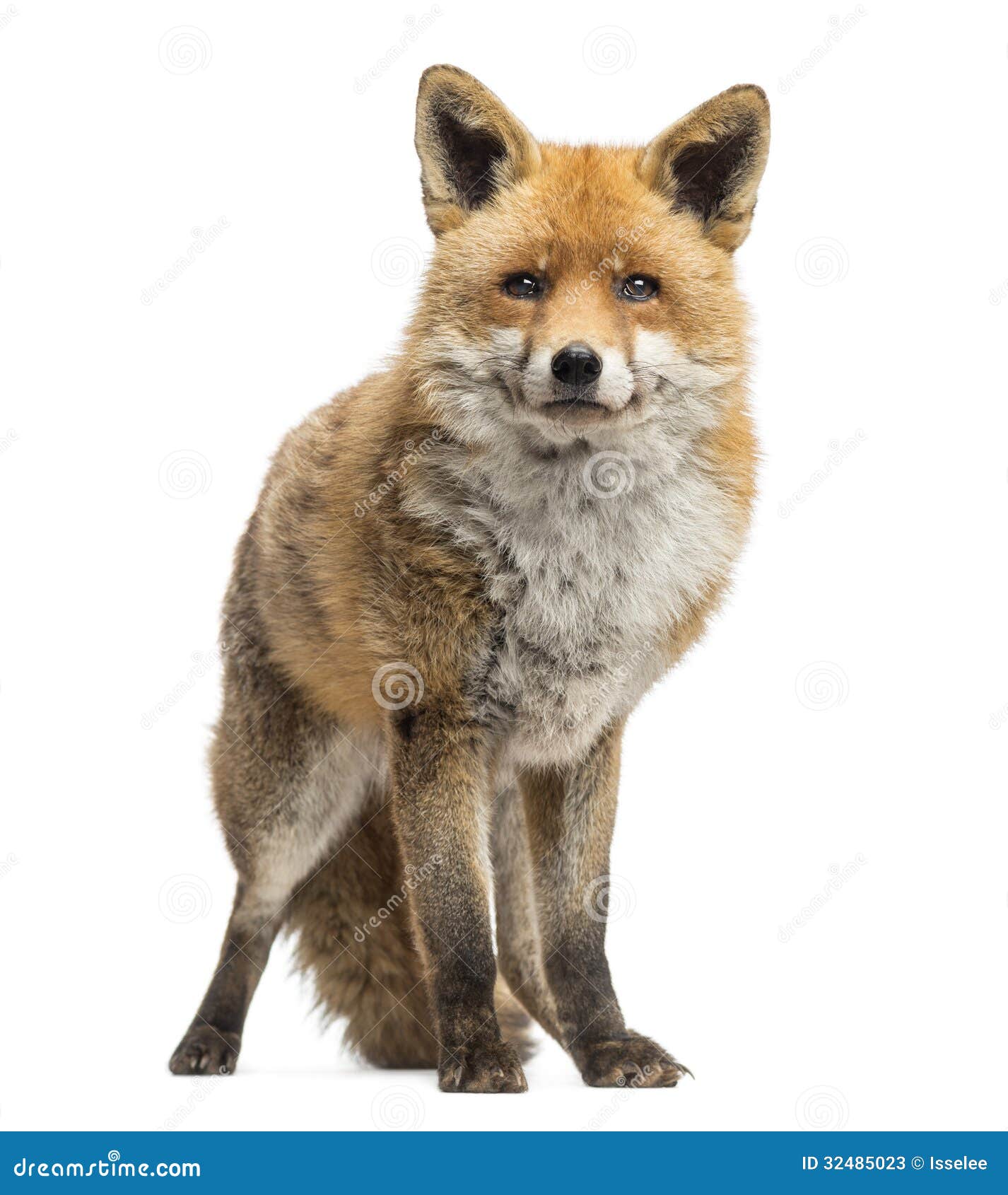 Red Fox, Vulpes Vulpes, Standing, Isolated Stock Image - Image of ...