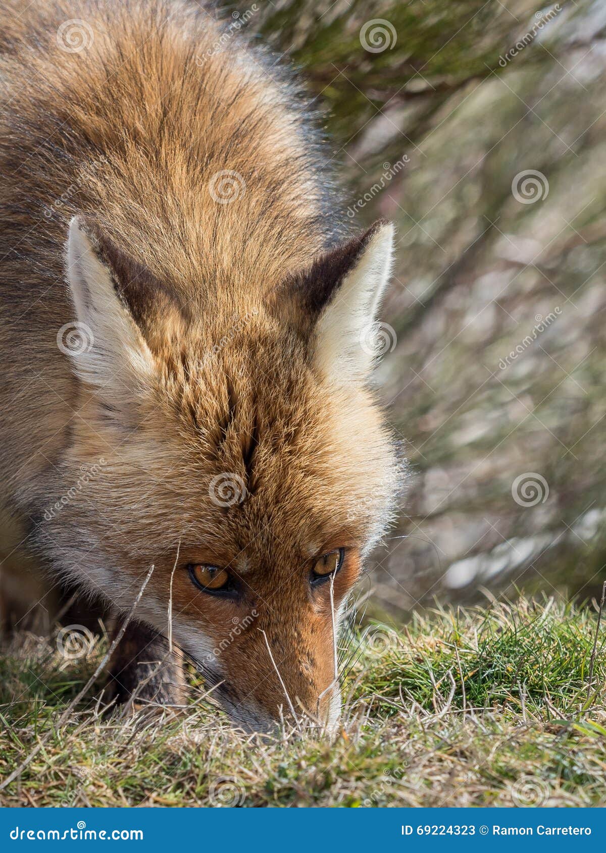 Red Fox (Vulpes Vulpes) Tracking and Sniffing Stock Image - Image of ...