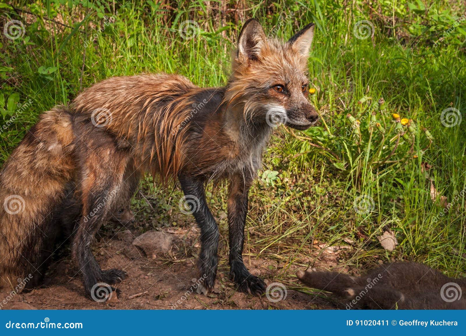 Red Fox Vulpes Vulpes Vixen with Kits Milling about Stock Image - Image ...