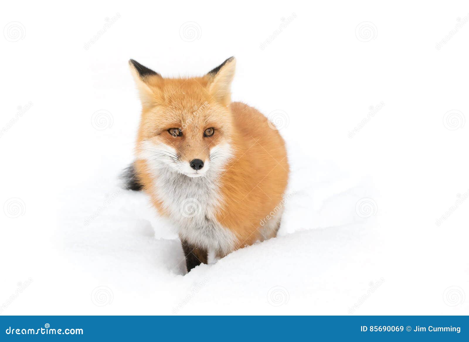 Bushy Tail Fox
