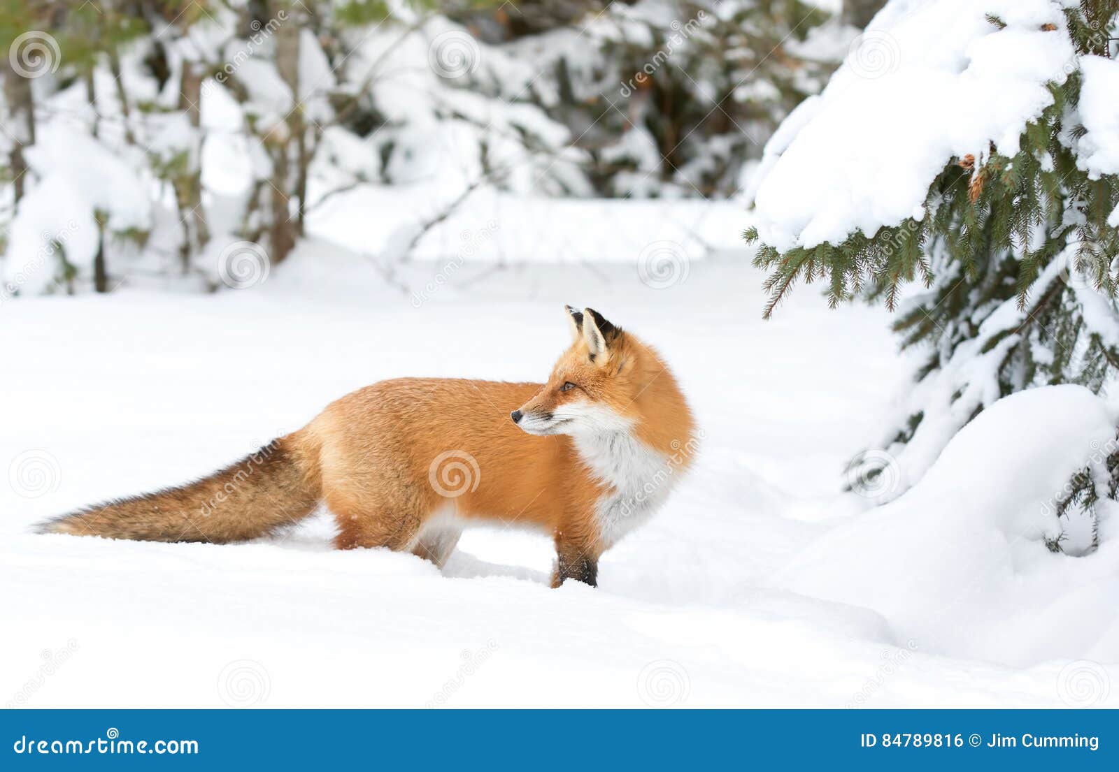 Red Fox Vulpes Vulpes with Bushy Tail in the Winter Snow in Algonquin ...
