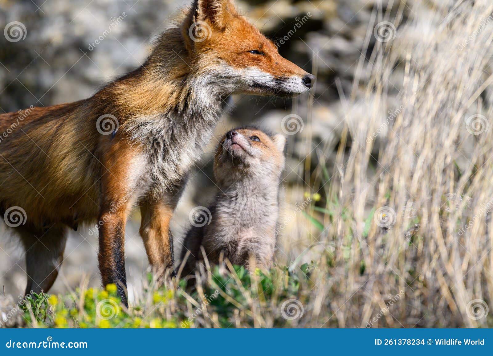 Red Fox Vulpes Vulpes in the Wild. Fox with Cub Stock Photo - Image of ...