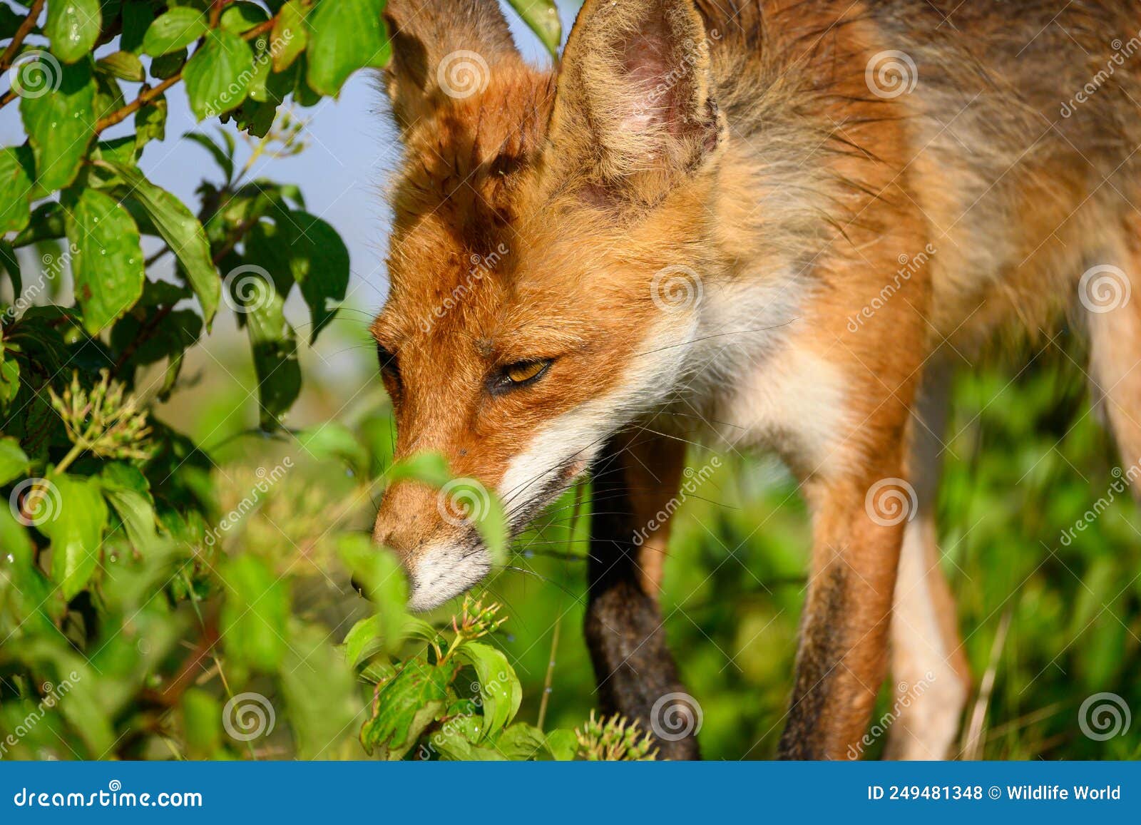 Red Fox Vulpes Vulpes in the Wild Stock Photo - Image of little, life ...