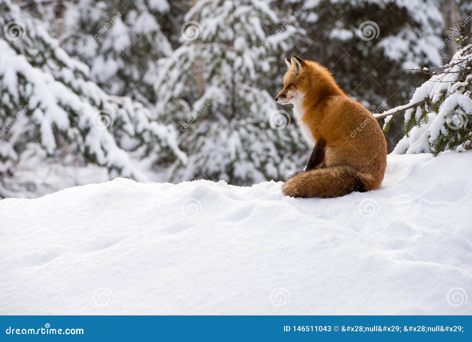 Red Fox Sitting in the Snow Stock Image - Image of season, spruce ...