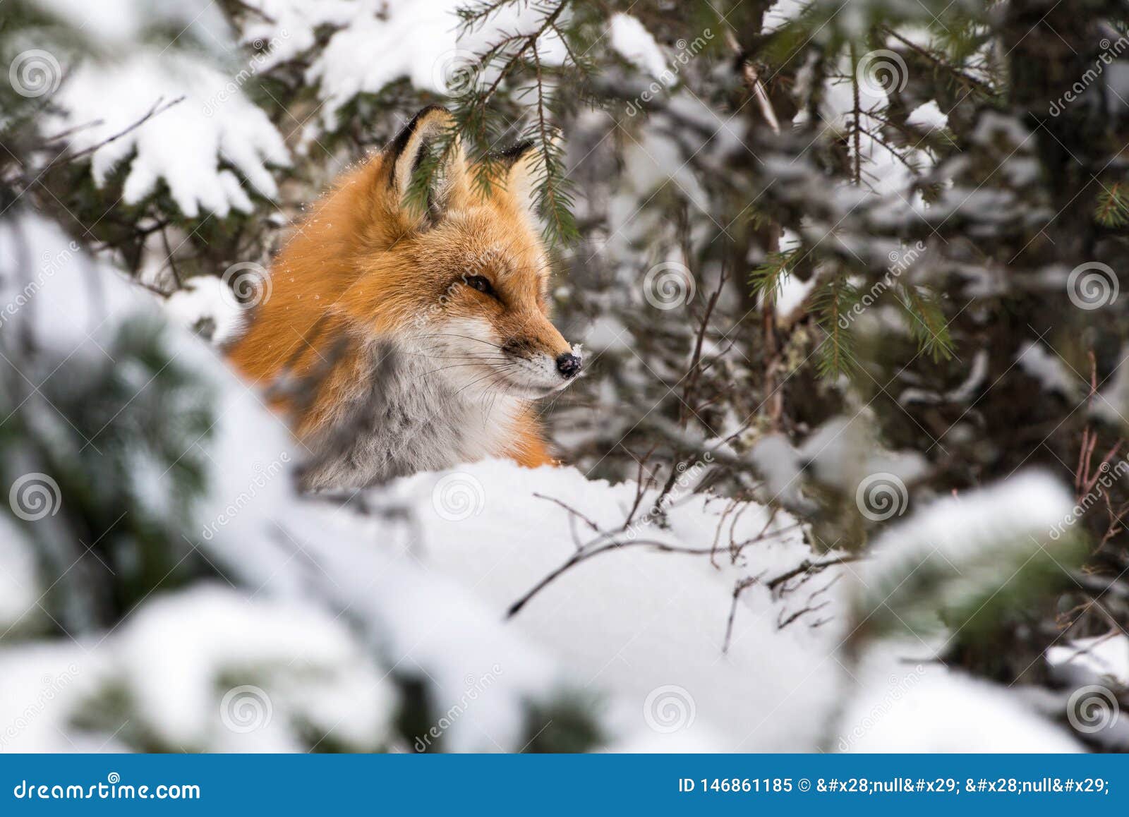 Red Fox Portrait through the Forest Stock Image - Image of covered ...