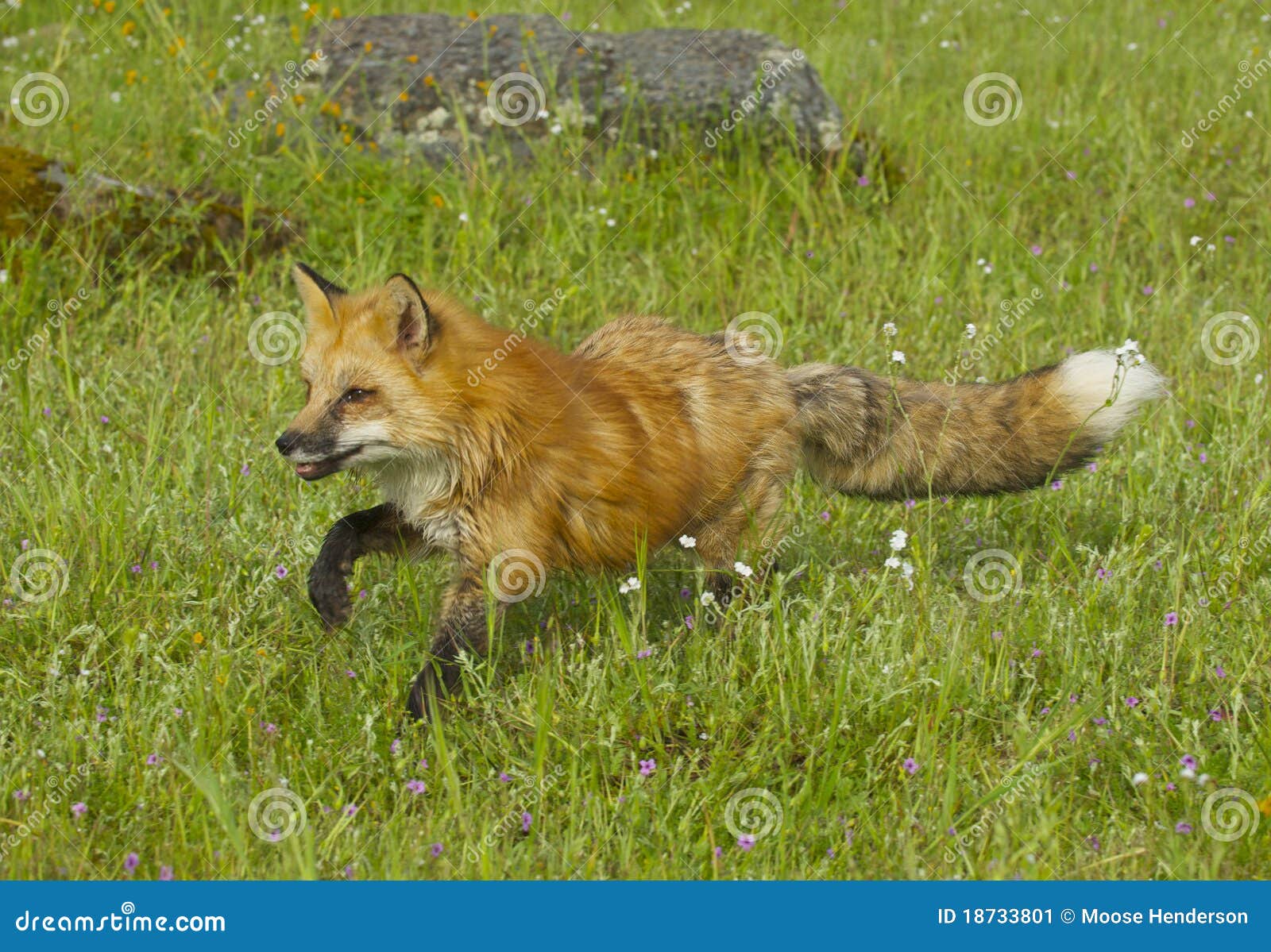 Red Fox walking stock image. Image of green, undomesticated - 18733801