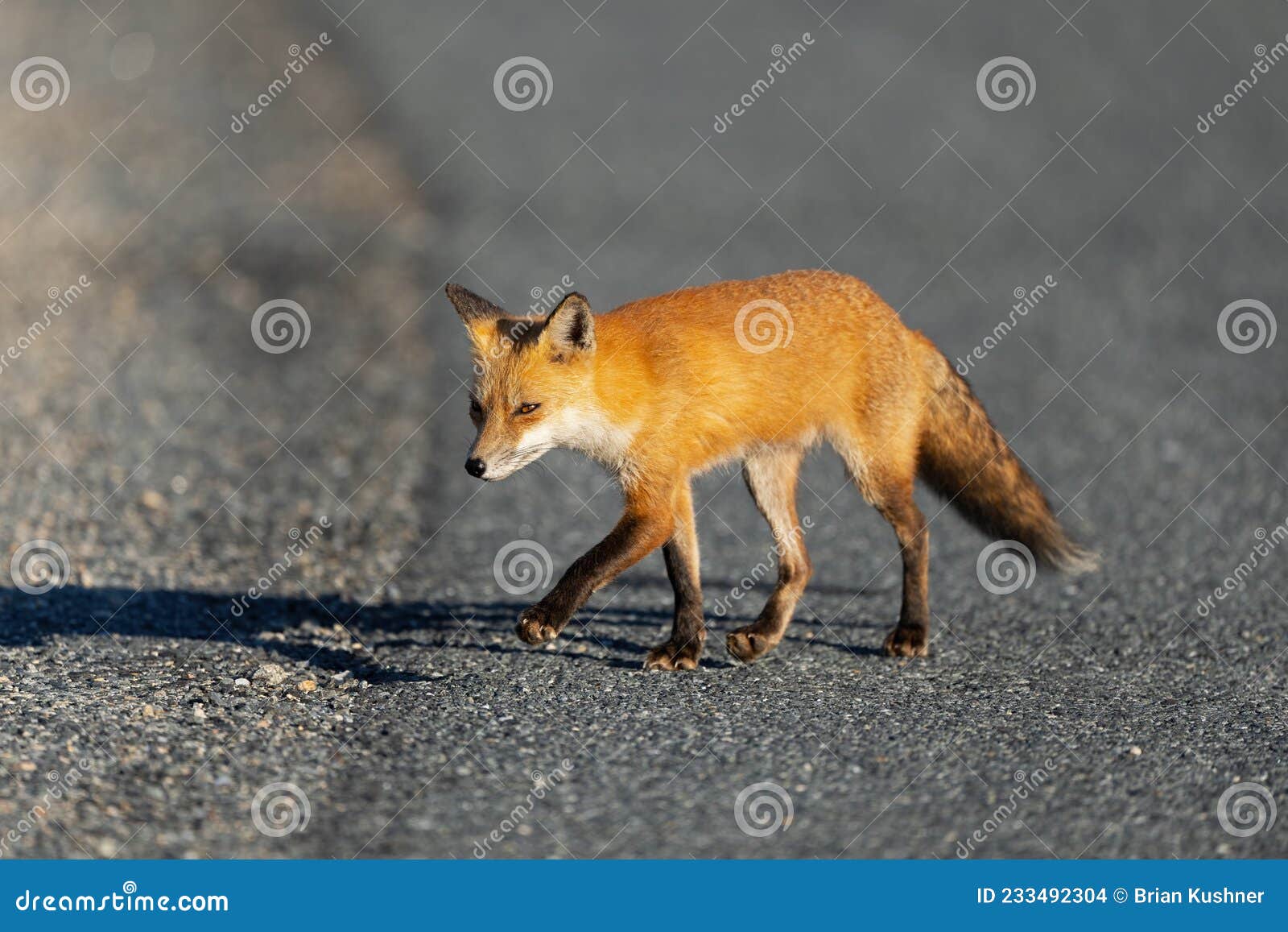 A Red Fox Walking Down the Road Stock Photo - Image of portrait, wild ...
