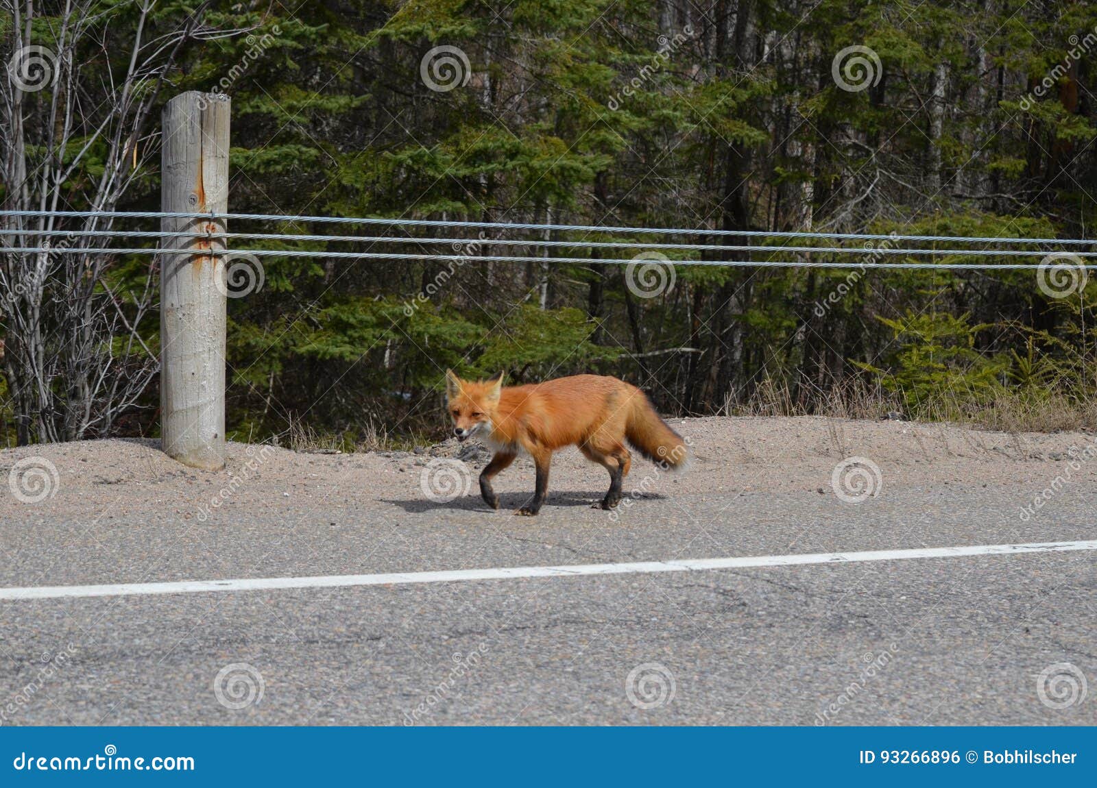 Red Fox Walking on Edge of Highway Stock Photo - Image of algonquinpark ...