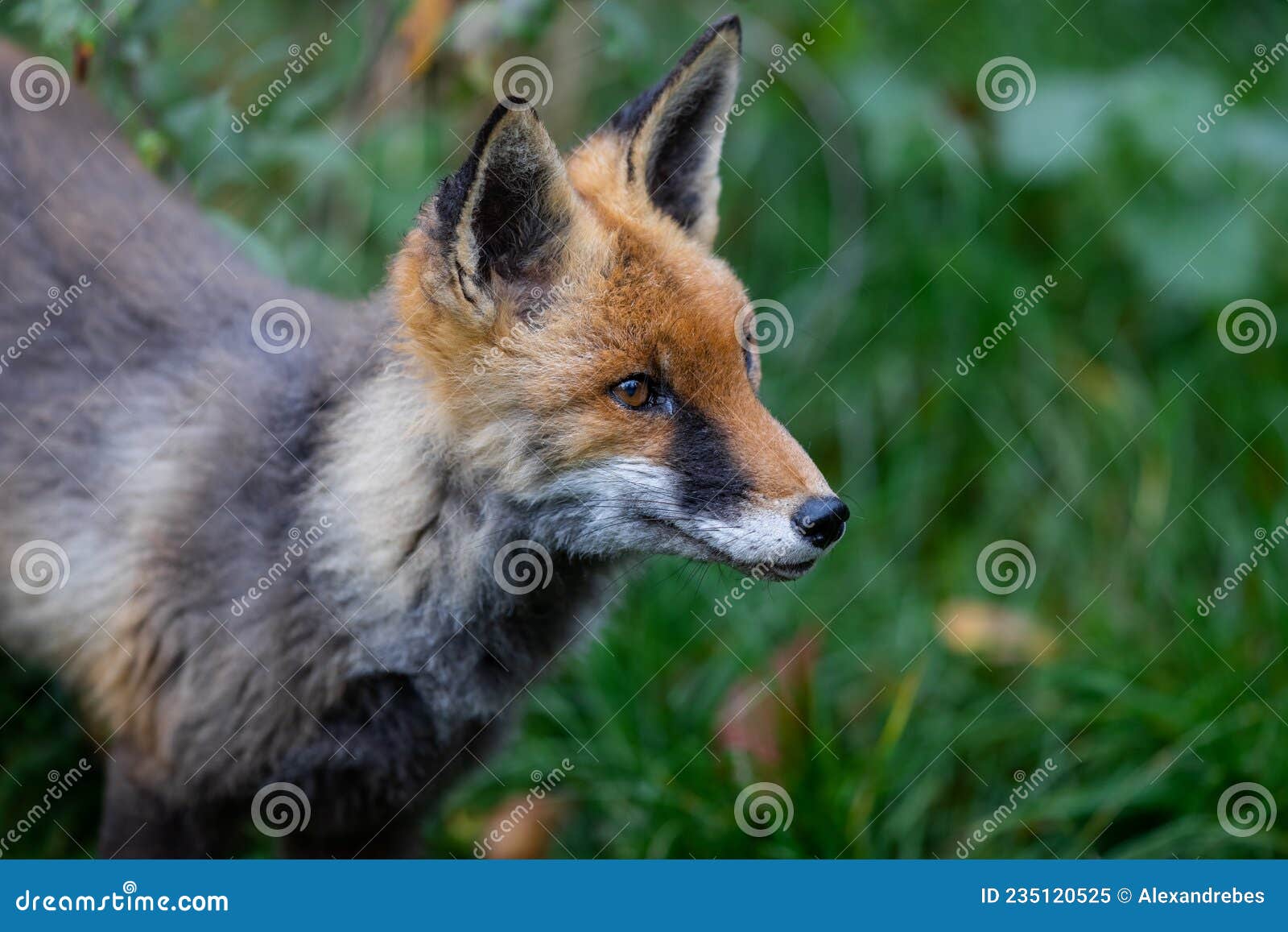 A Red Fox Walking in the Forest Stock Image - Image of hunter, hunt ...