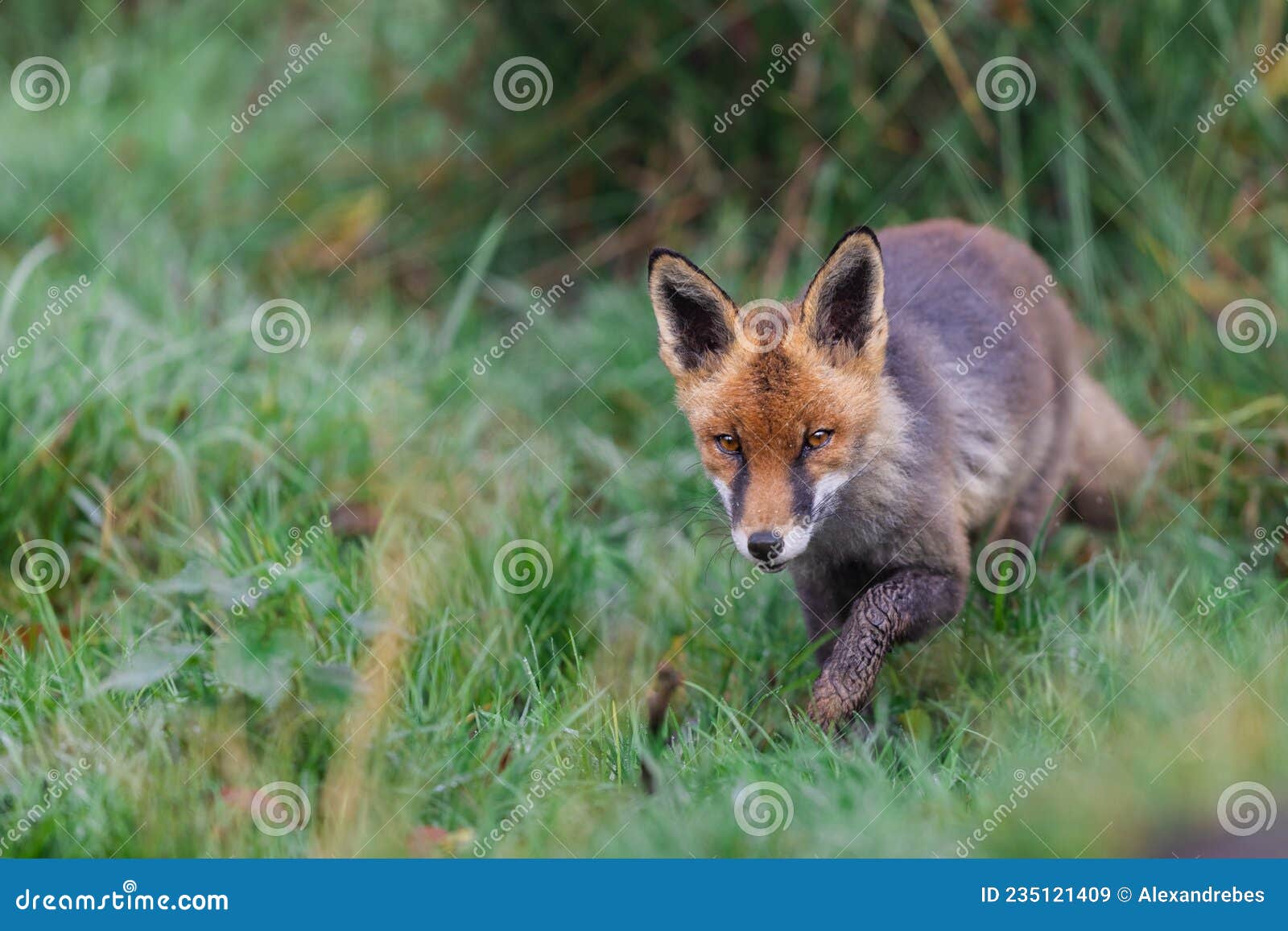 A Red Fox Walking in the Forest Stock Image - Image of forest, furry ...
