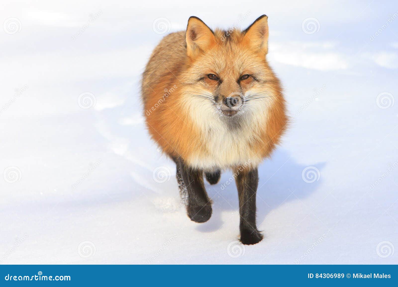 Red fox in walking forward stock image. Image of fauna - 84306989