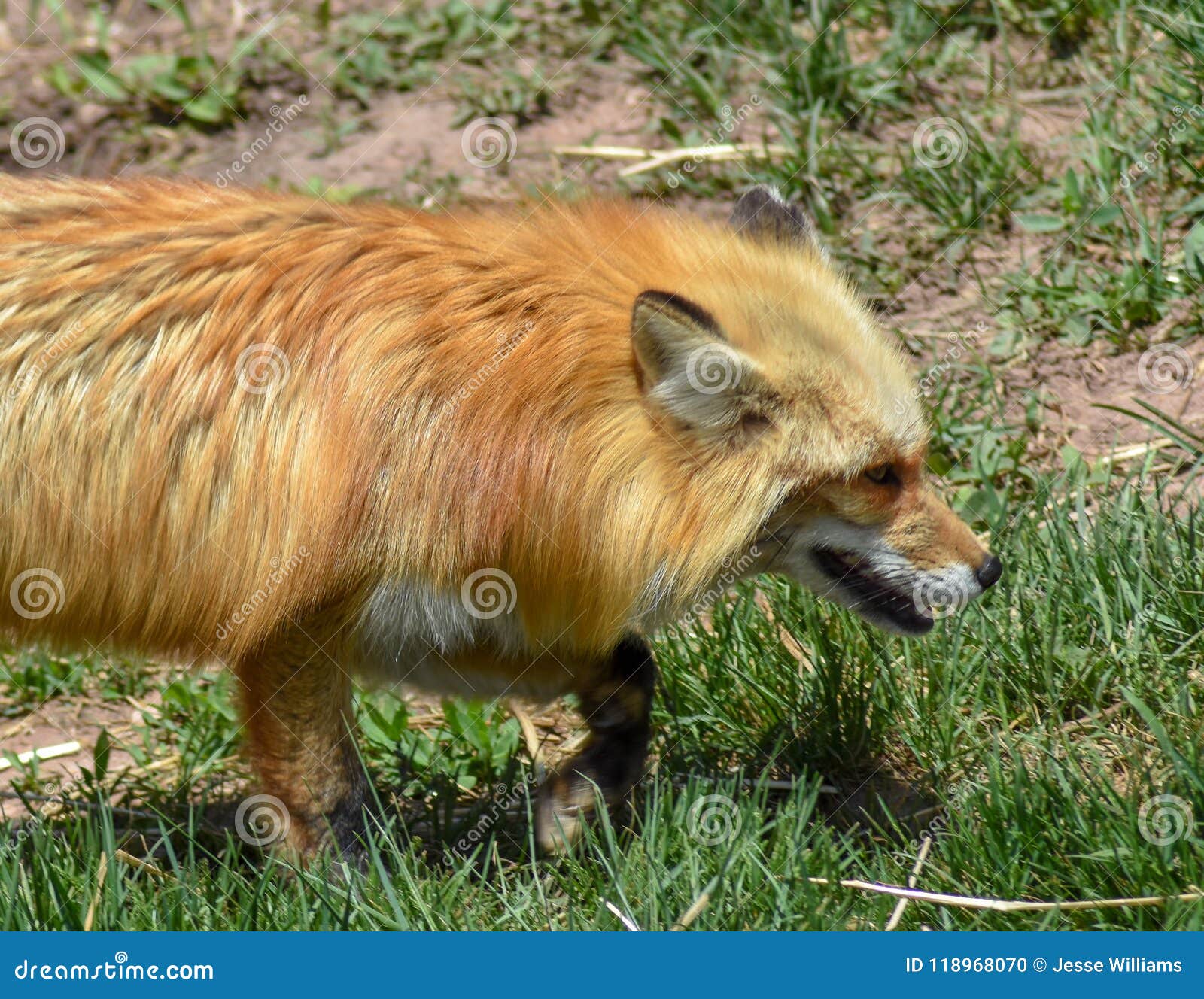 Red Fox Walking in the Grass Stock Photo - Image of sunshine, grass ...
