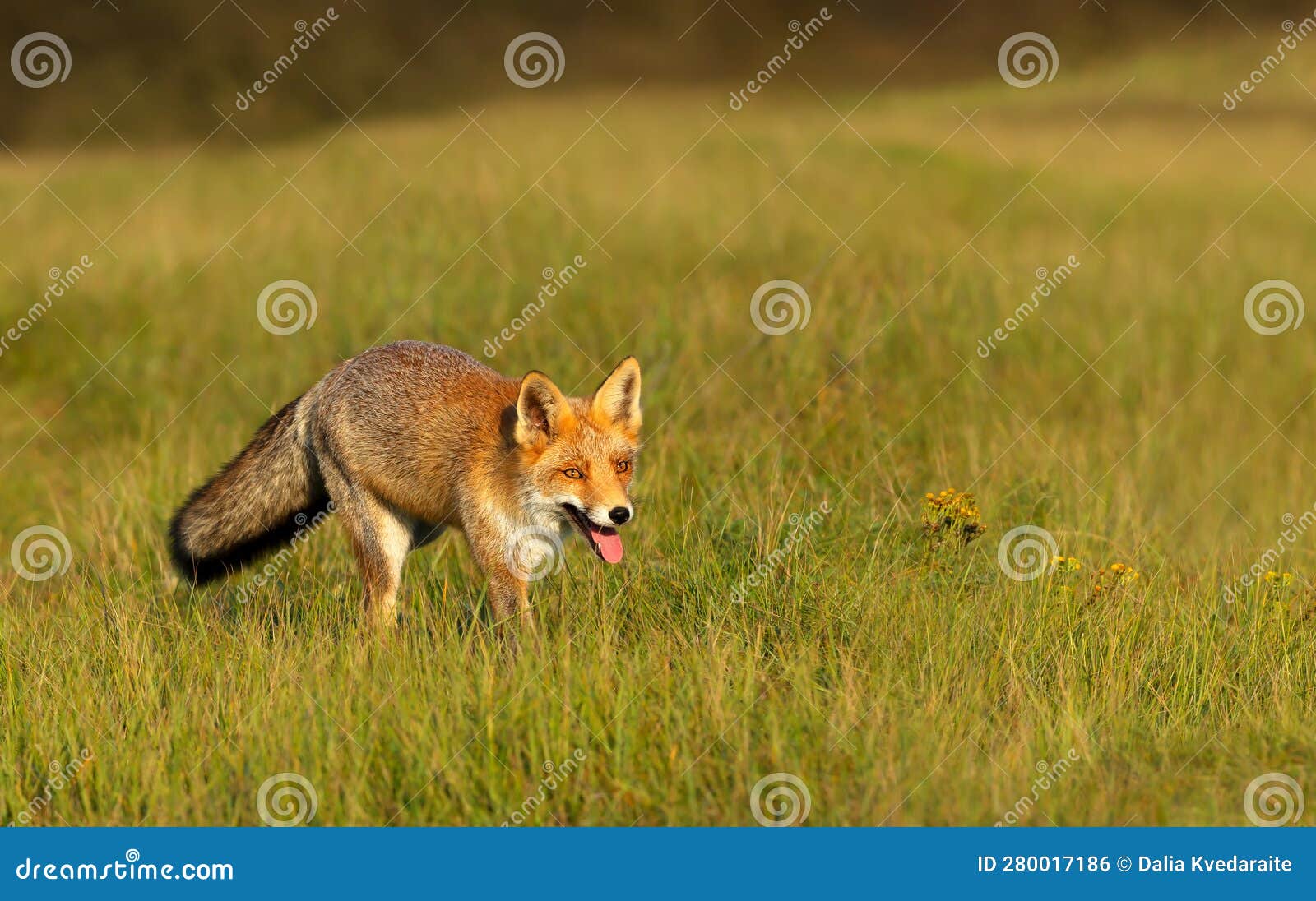 Red Fox Walking on a Green Grass Stock Photo - Image of canine ...