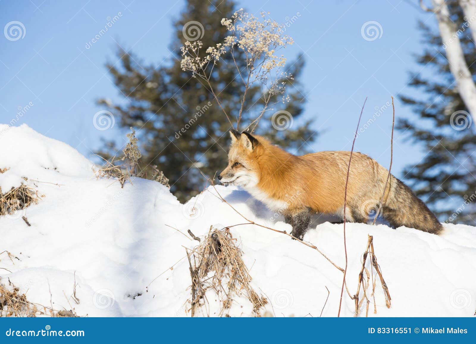 Red fox walking on ledge stock image. Image of portrait - 83316551