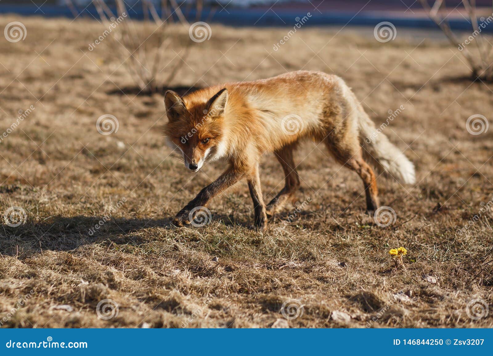 Red Fox Walking on the Sidewalk in the City Stock Photo - Image of ...