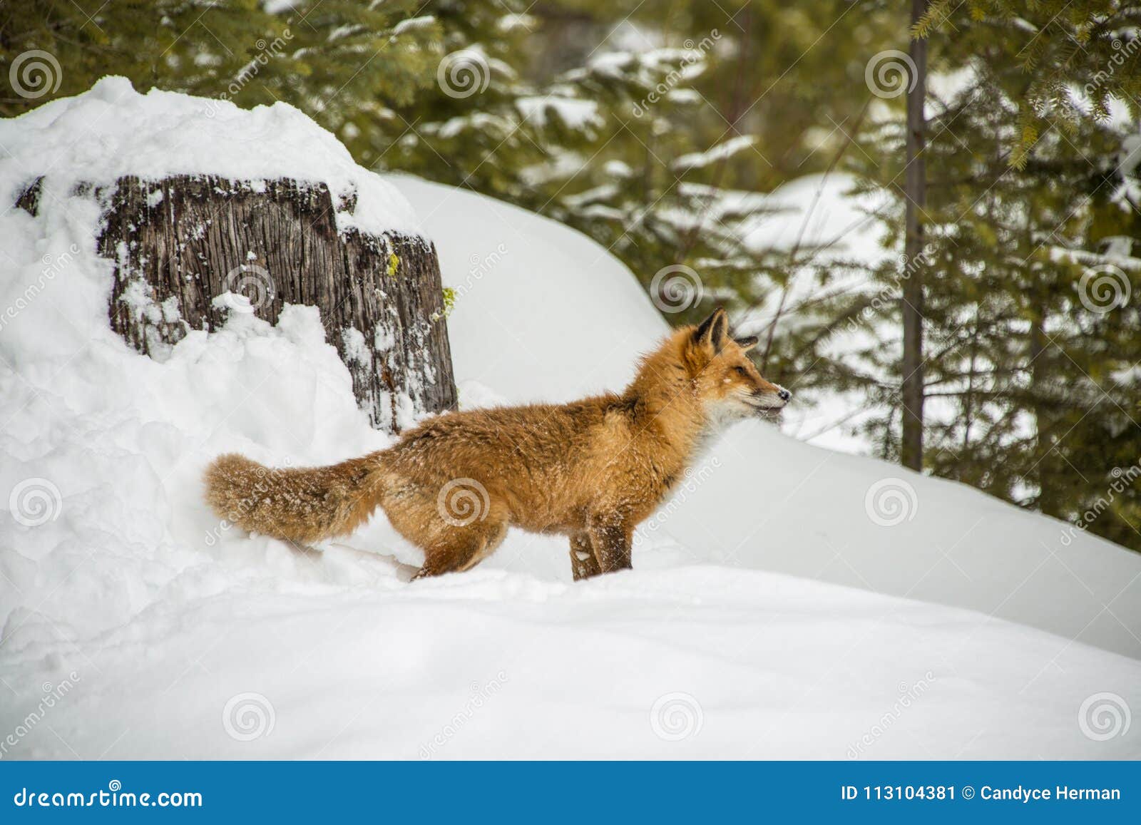 Red Fox Walking through Snow Stock Image - Image of clever, background ...