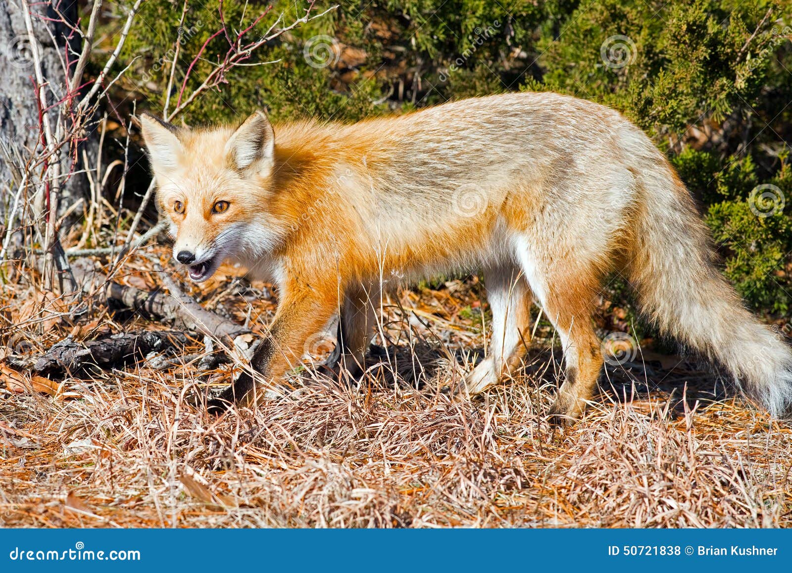 Red Fox stock photo. Image of sitting, portrait, refuge - 50721838