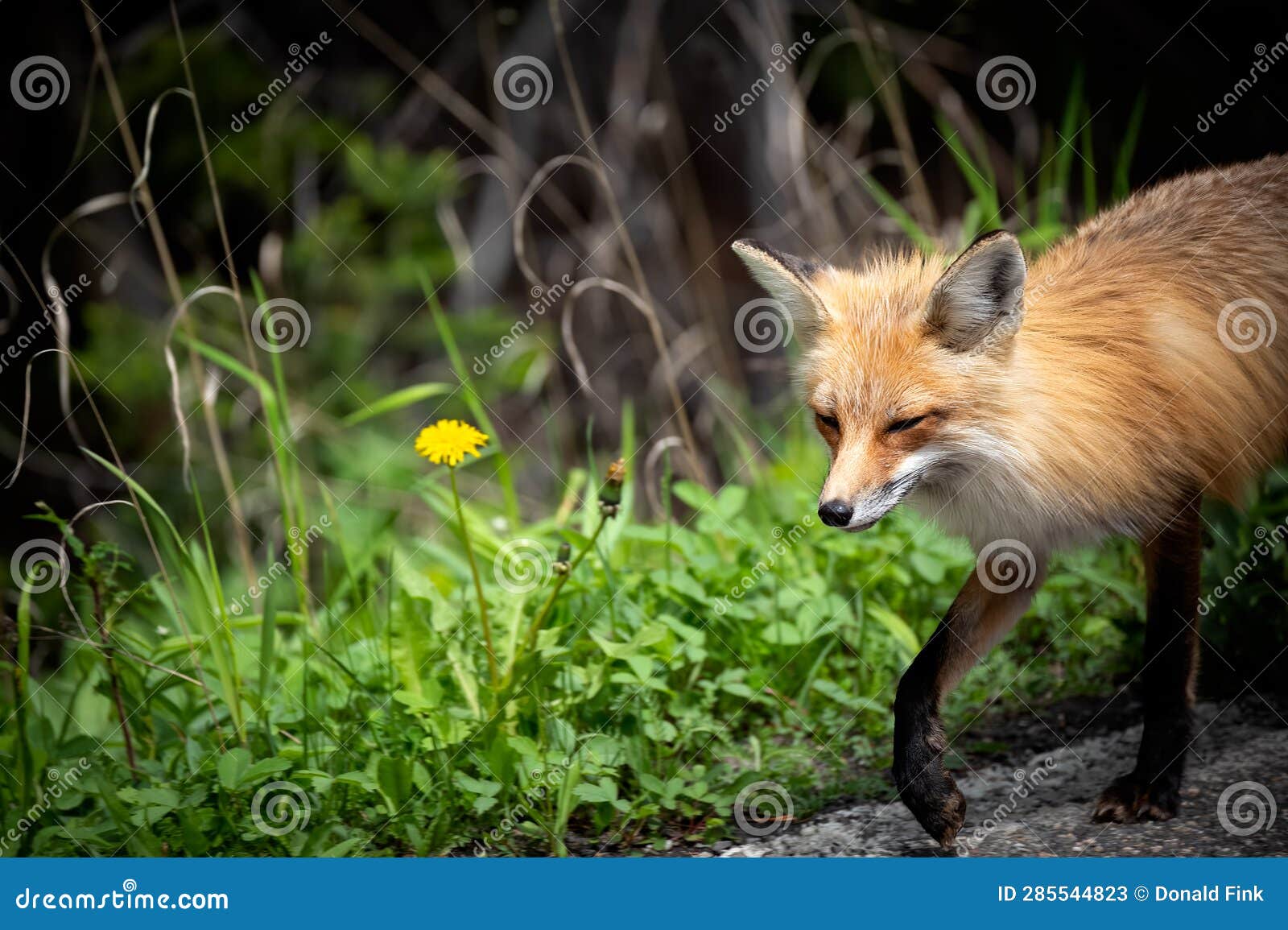 Red Fox and yellow flower stock image. Image of vegetation - 285544823