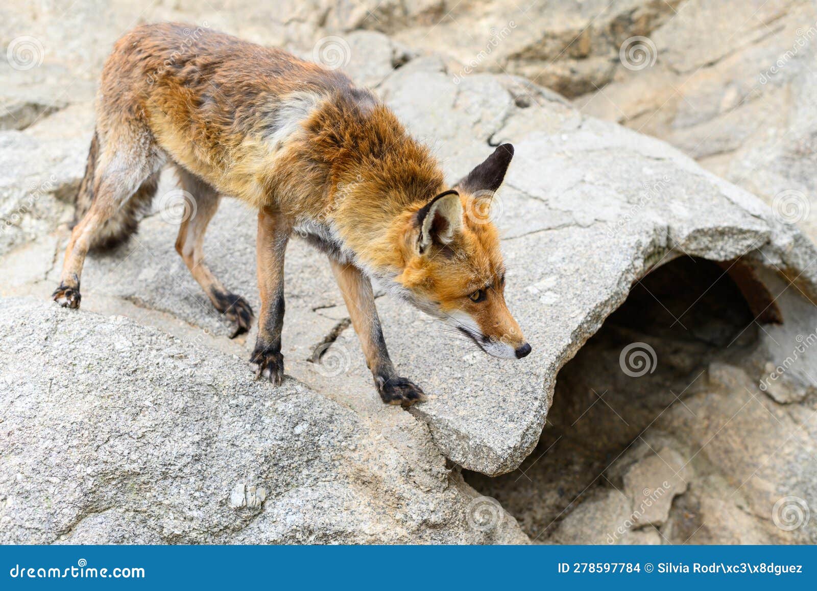 A red fox walks on rocks stock photo. Image of predatory - 278597784