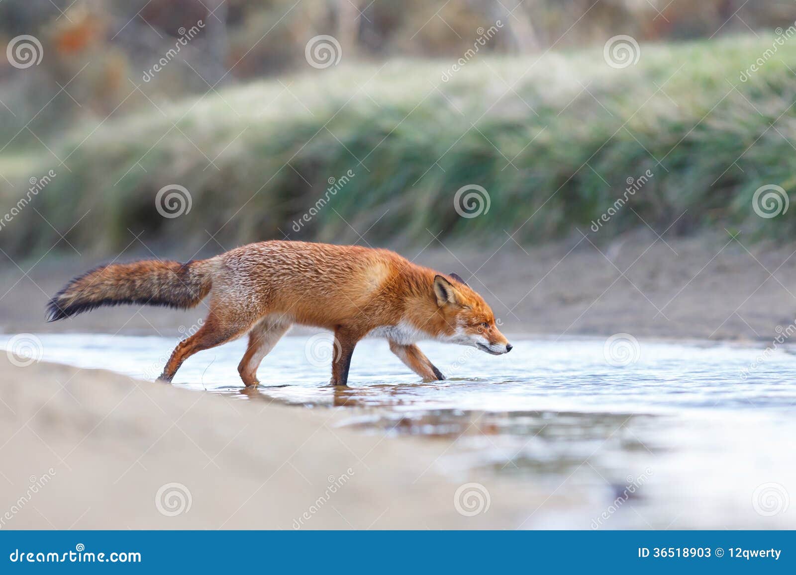 Red fox stock image. Image of portrait, mammal, animal - 36518903
