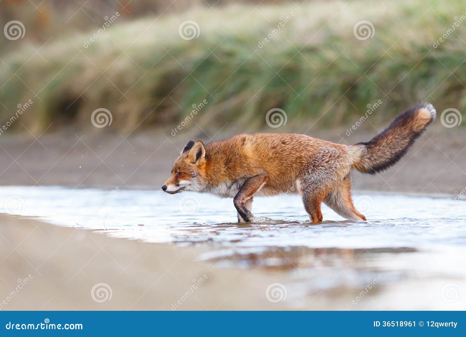 Red fox stock image. Image of water, vulpes, forest, portrait - 36518961