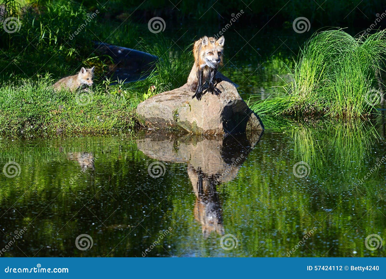 Red Fox and Water Reflections. Stock Photo - Image of pond, habitat ...