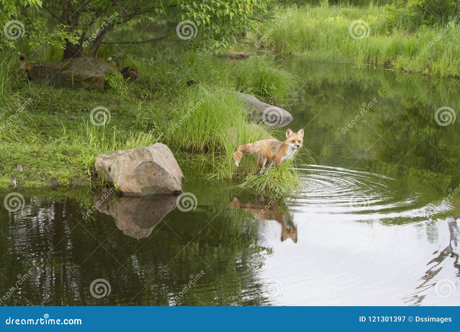 Red Fox at Water`s Edge with Reflection Stock Image - Image of orange ...