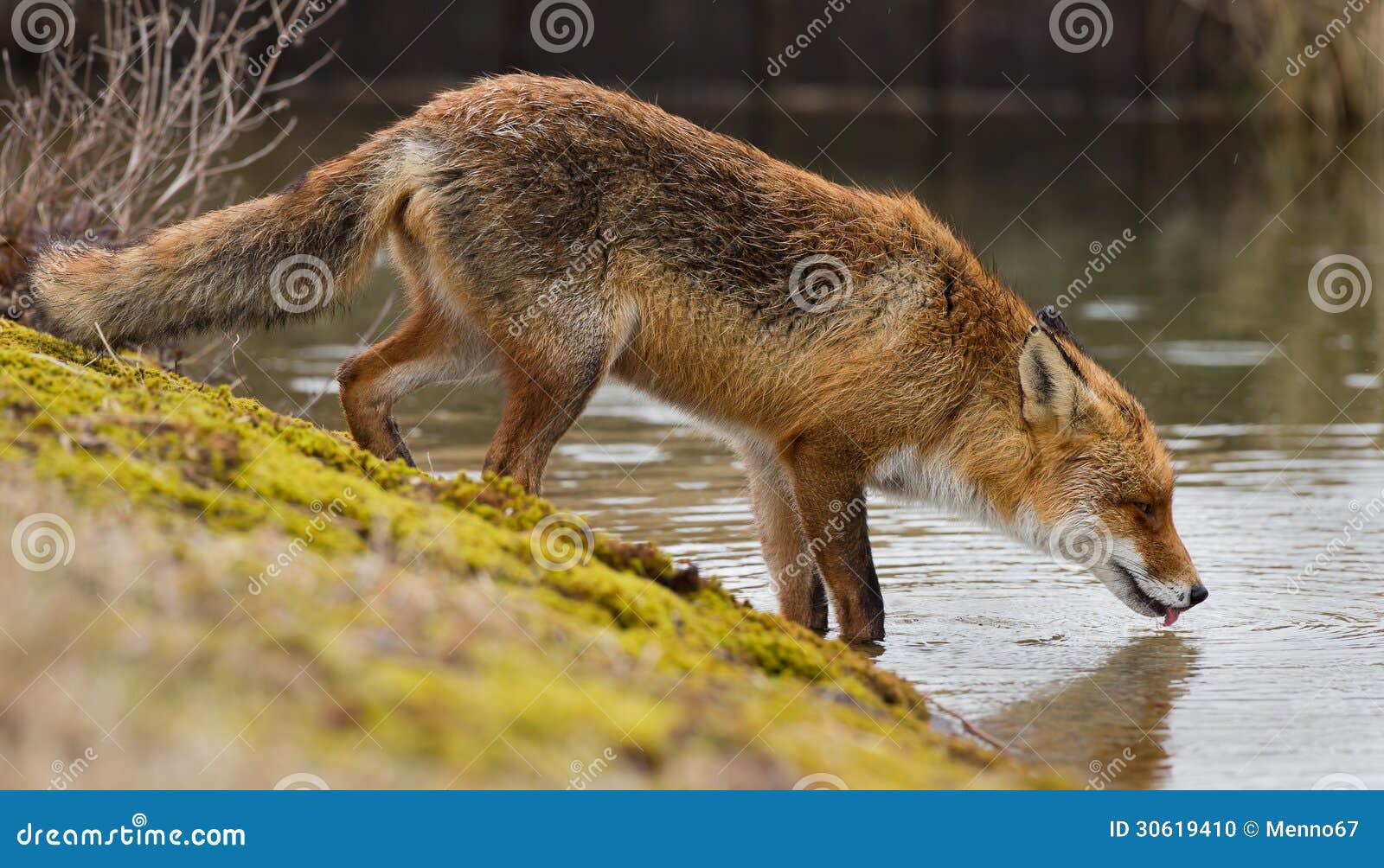 Red Fox stock photo. Image of burrow, mammal, canine - 30619410