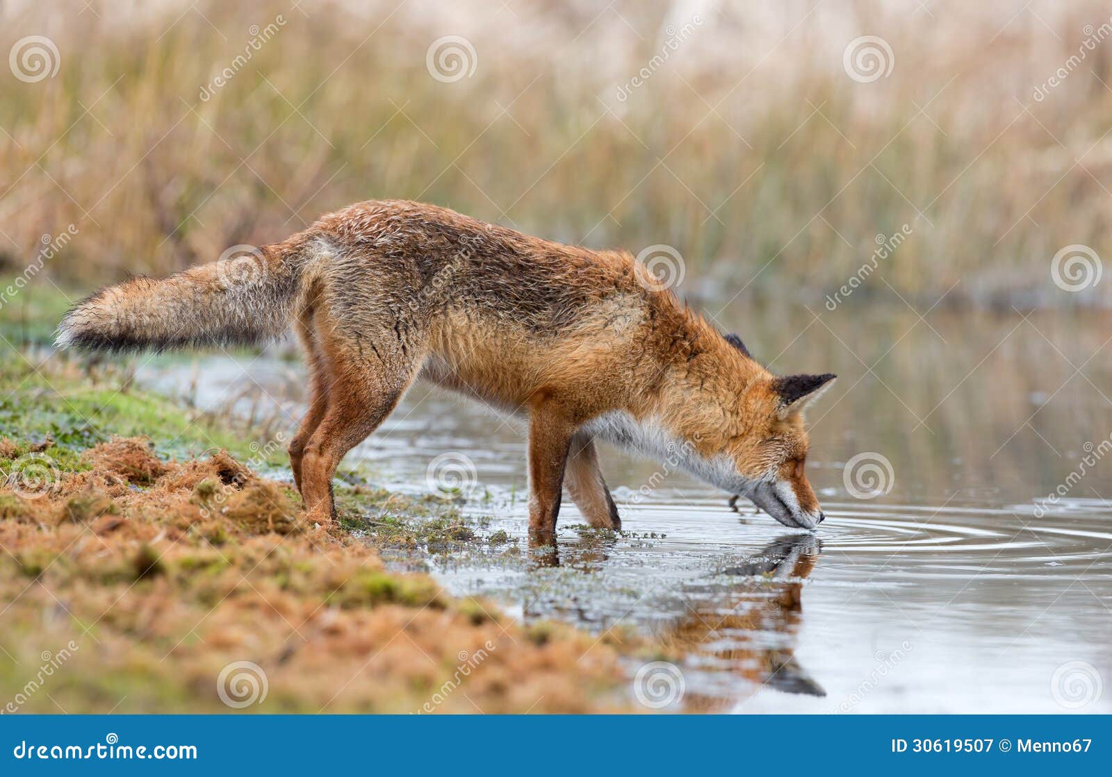 Red Fox stock image. Image of cute, clea, green, nature - 30619507