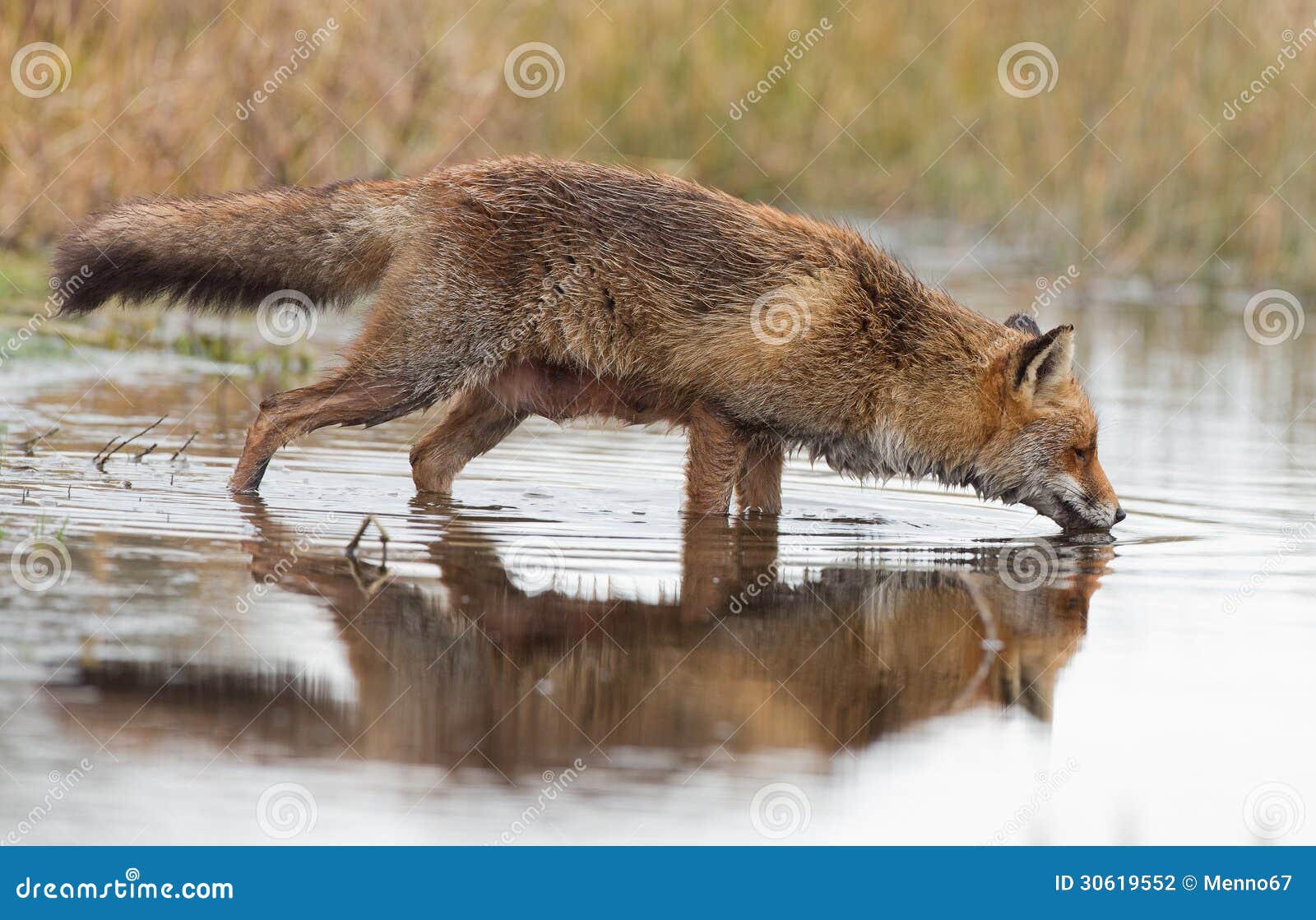 Red Fox stock photo. Image of portrait, closeup, nature - 30619552