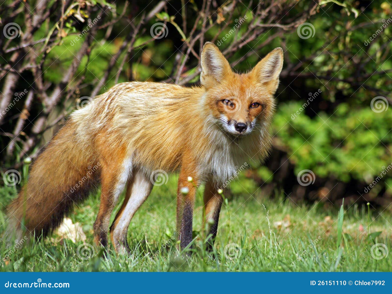 Red fox in the wild stock photo. Image of cautious, hunter - 26151110