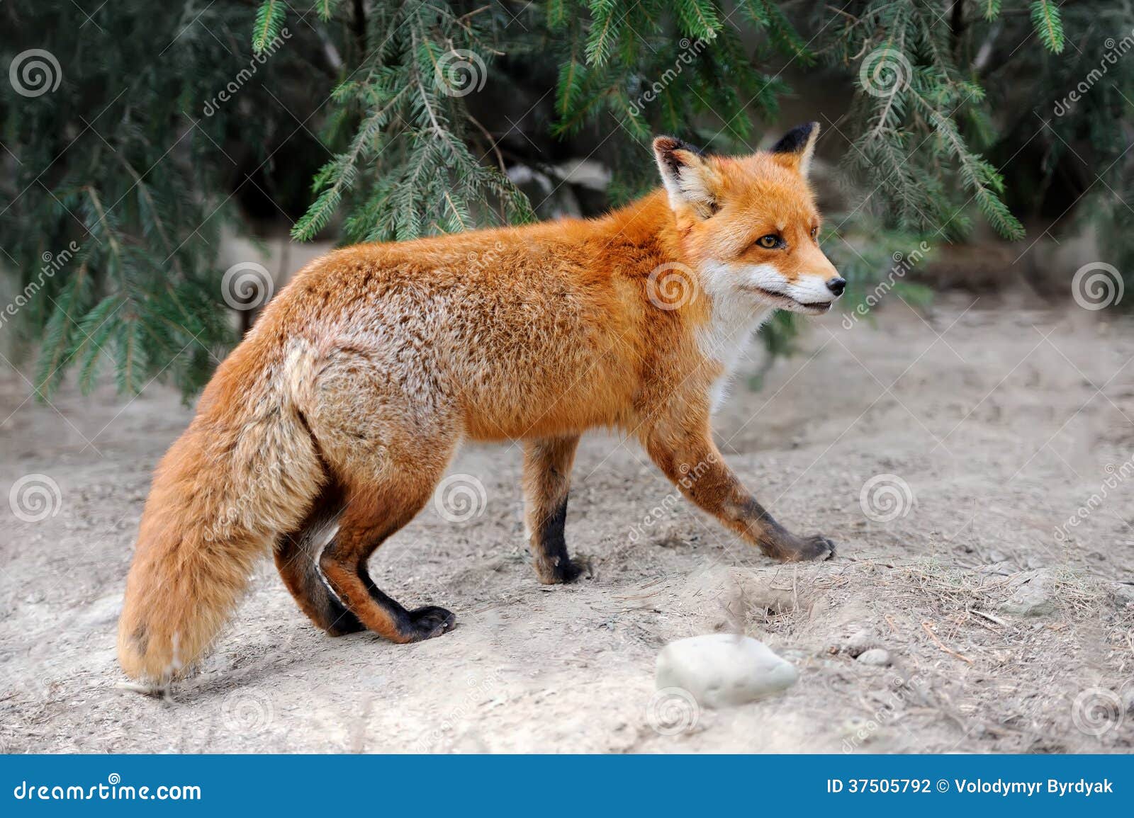 Red fox stock photo. Image of wild, animal, beauty, orange - 37505792
