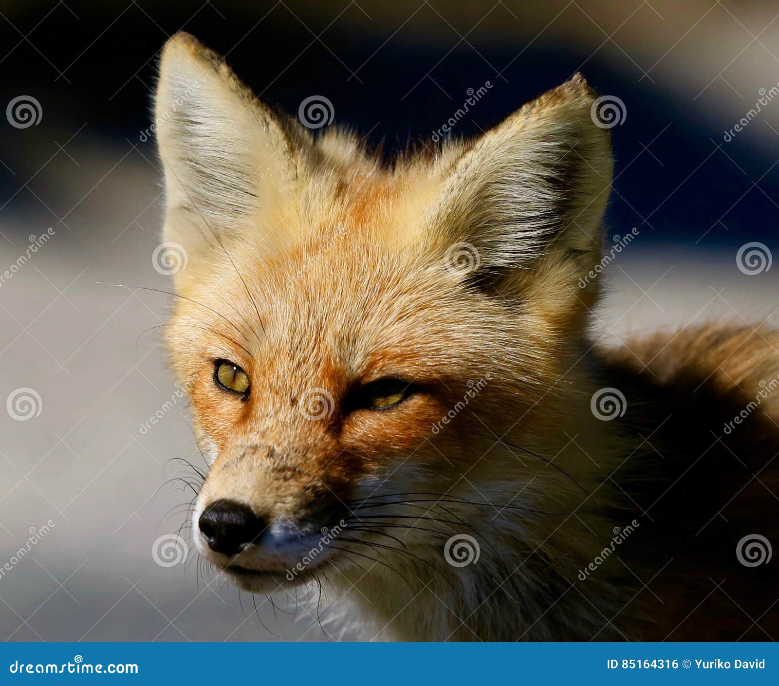 Red Fox stock photo. Image of scavenger, snout, prey - 85164316