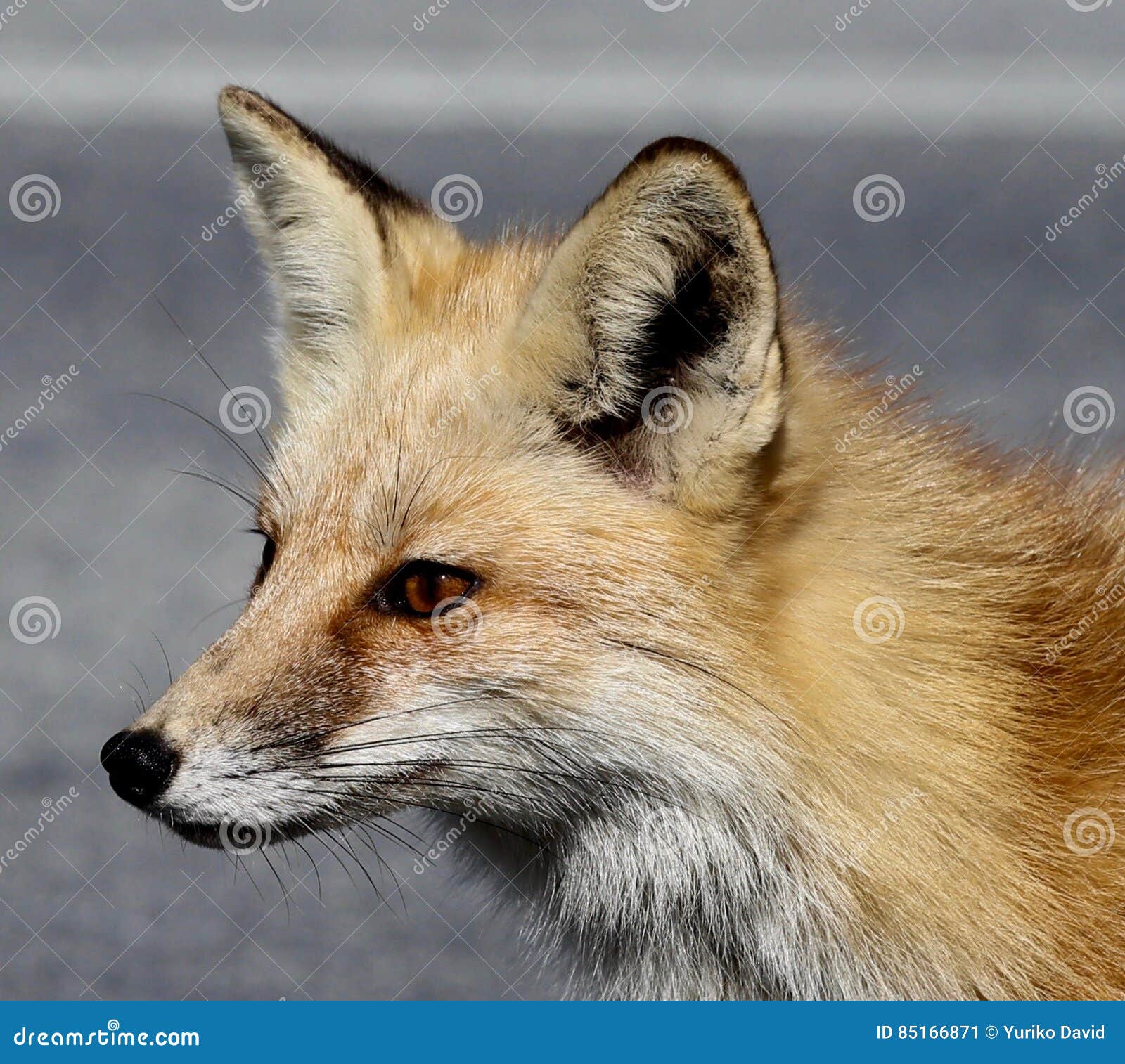 Red Fox stock image. Image of mammal, whiskers, fauna - 85166871