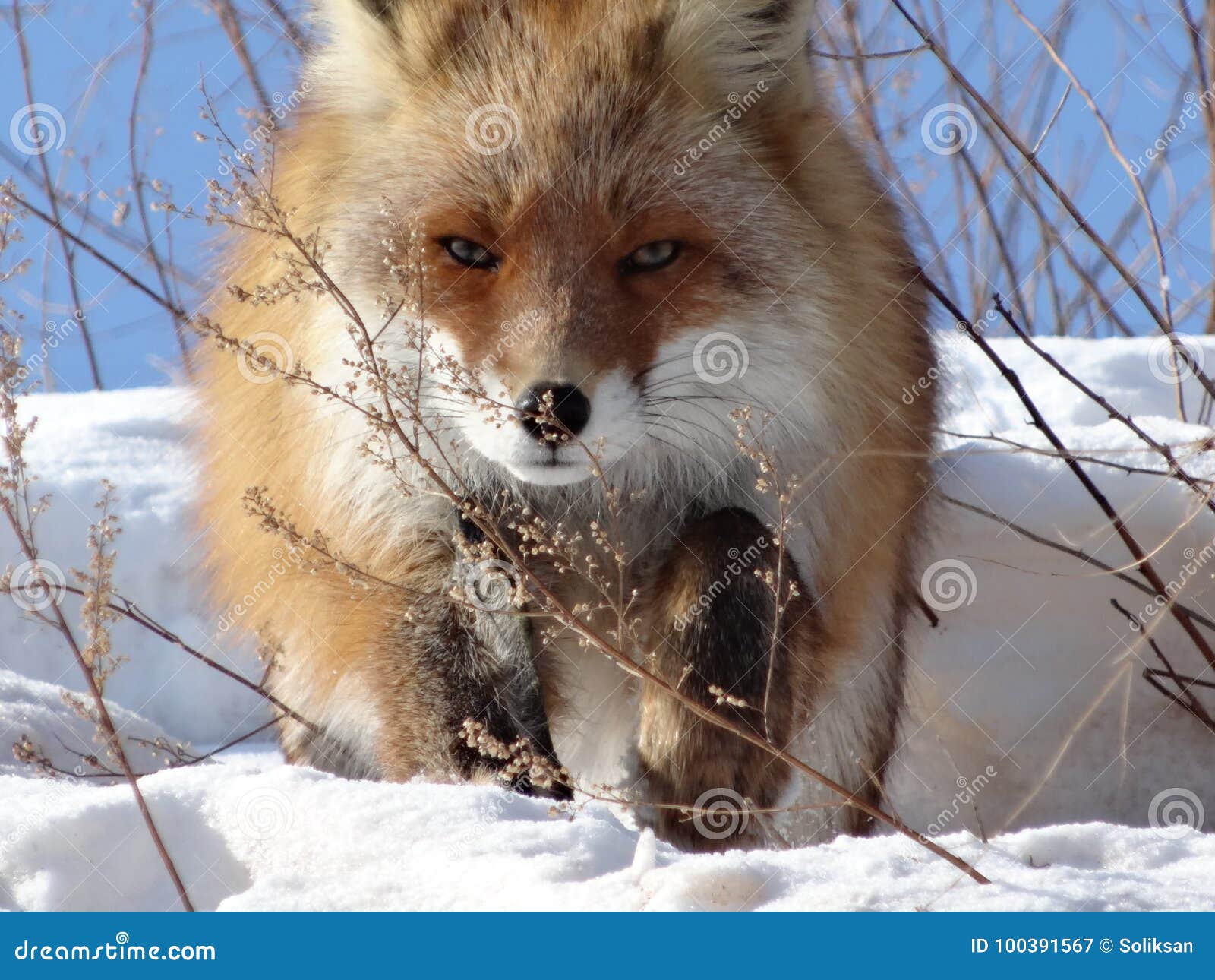 Red Fox in the wildlife stock image. Image of predator - 100391567