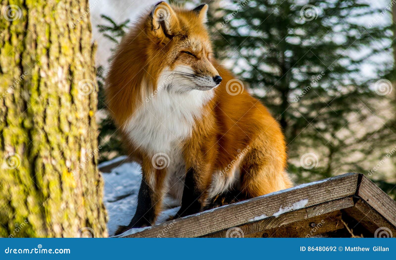 Red fox in winter stock photo. Image of cold, winters - 86480692