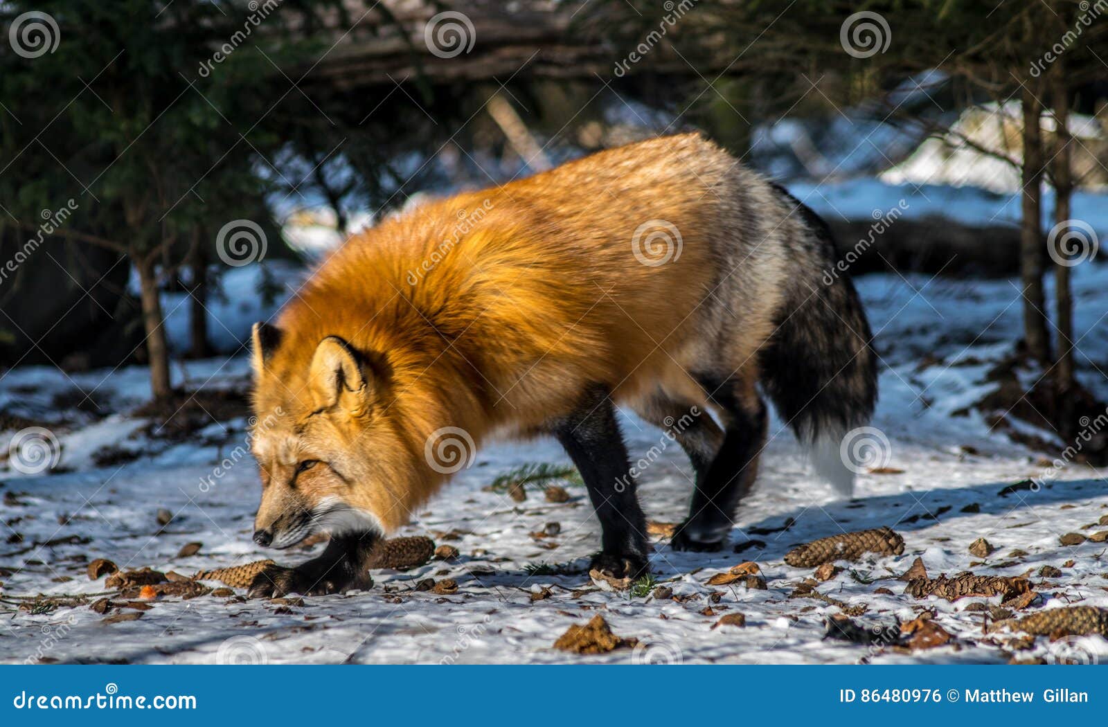 Red fox in winter stock photo. Image of feather, animals - 86480976