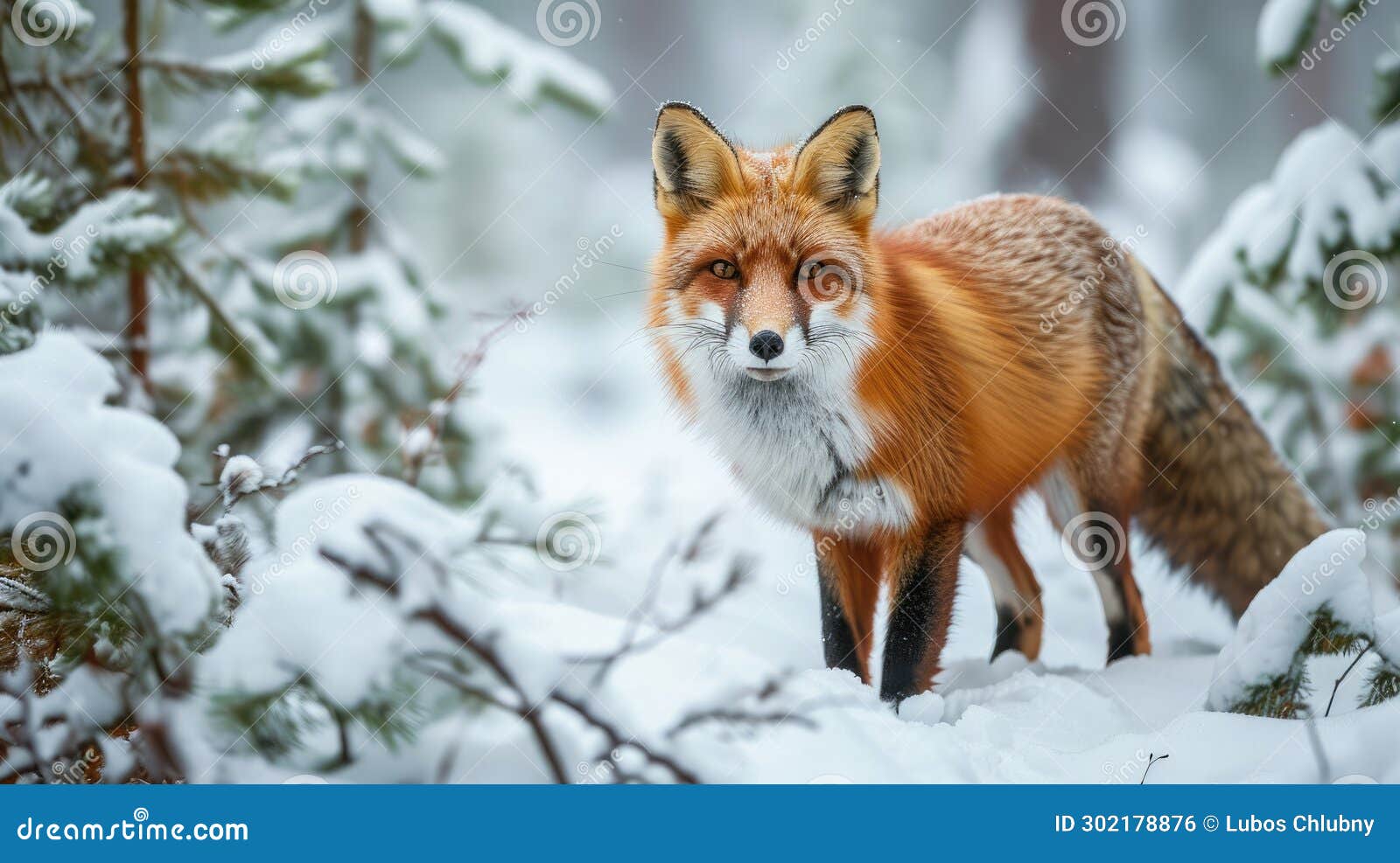 Red Fox in the Winter Forest Stock Illustration - Illustration of ...
