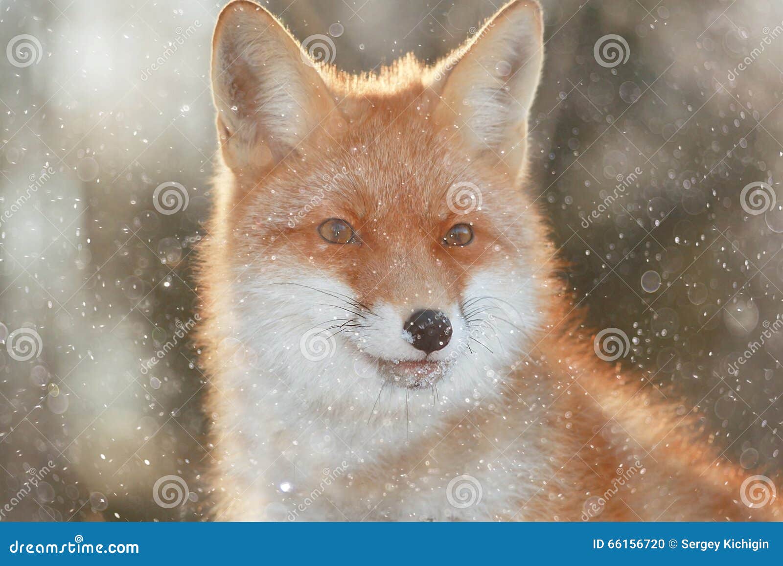 Red fox in winter forest stock photo. Image of alert - 66156720