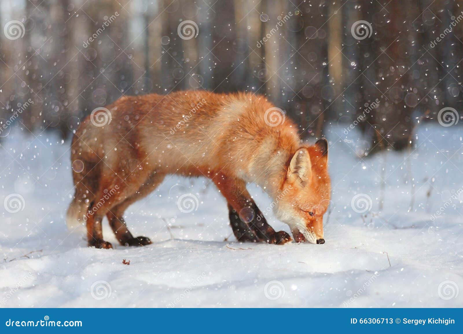 Red fox in winter forest stock image. Image of brown - 66306713