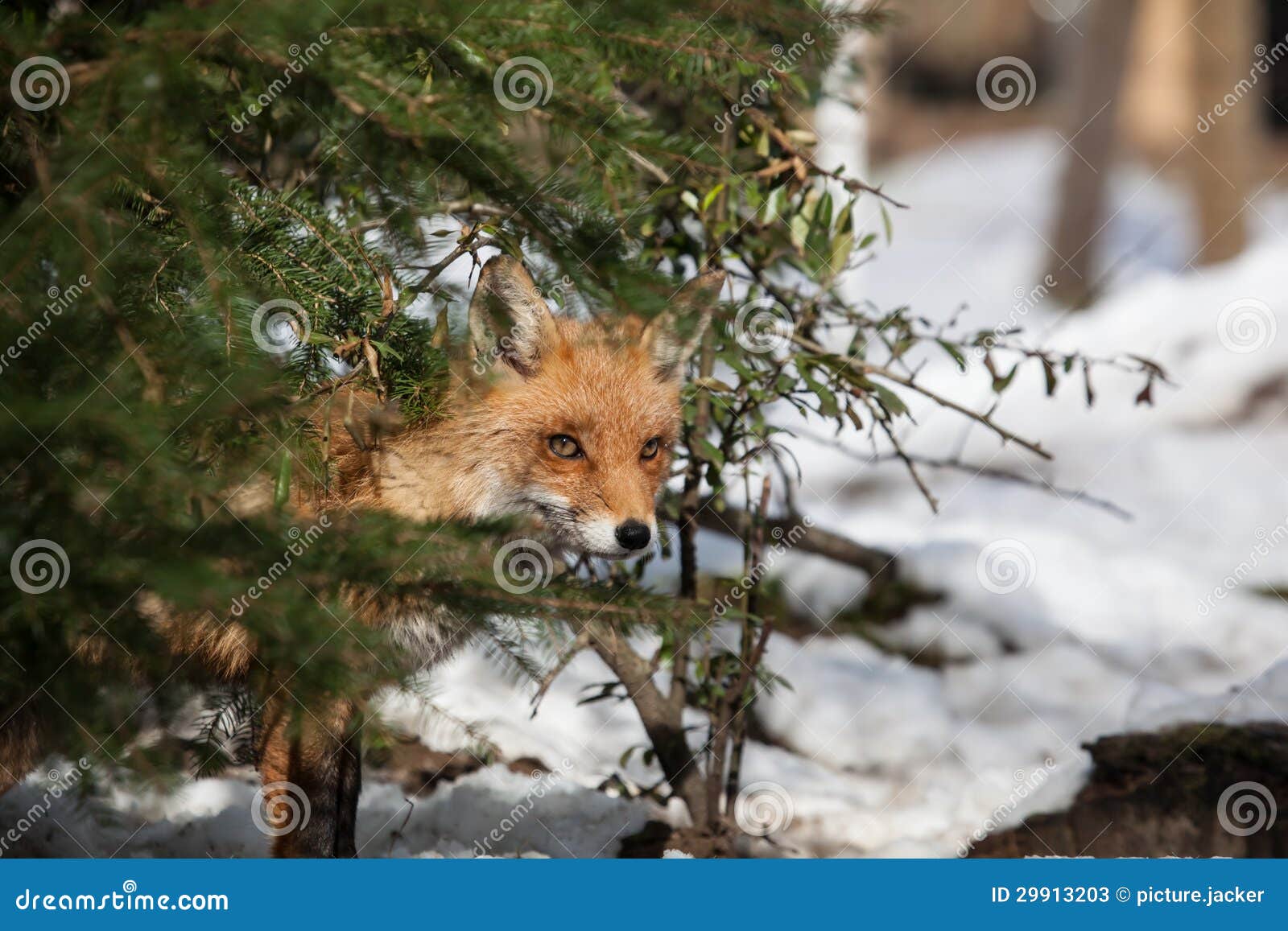 Hiding fox stock image. Image of tail, face, hunter, eyes - 29913203