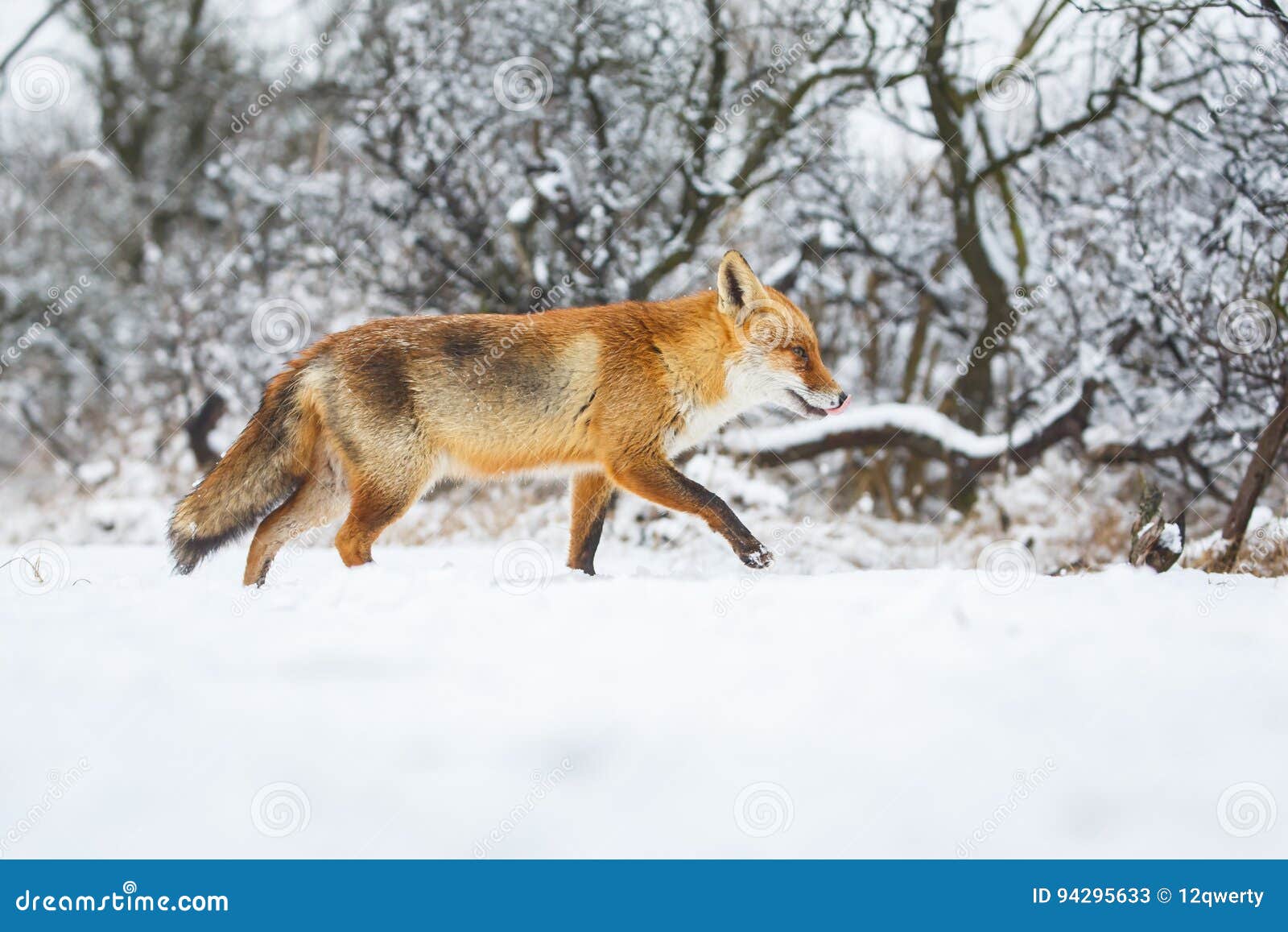 Red fox stock image. Image of snout, winter, vulpes, freezing - 94295633