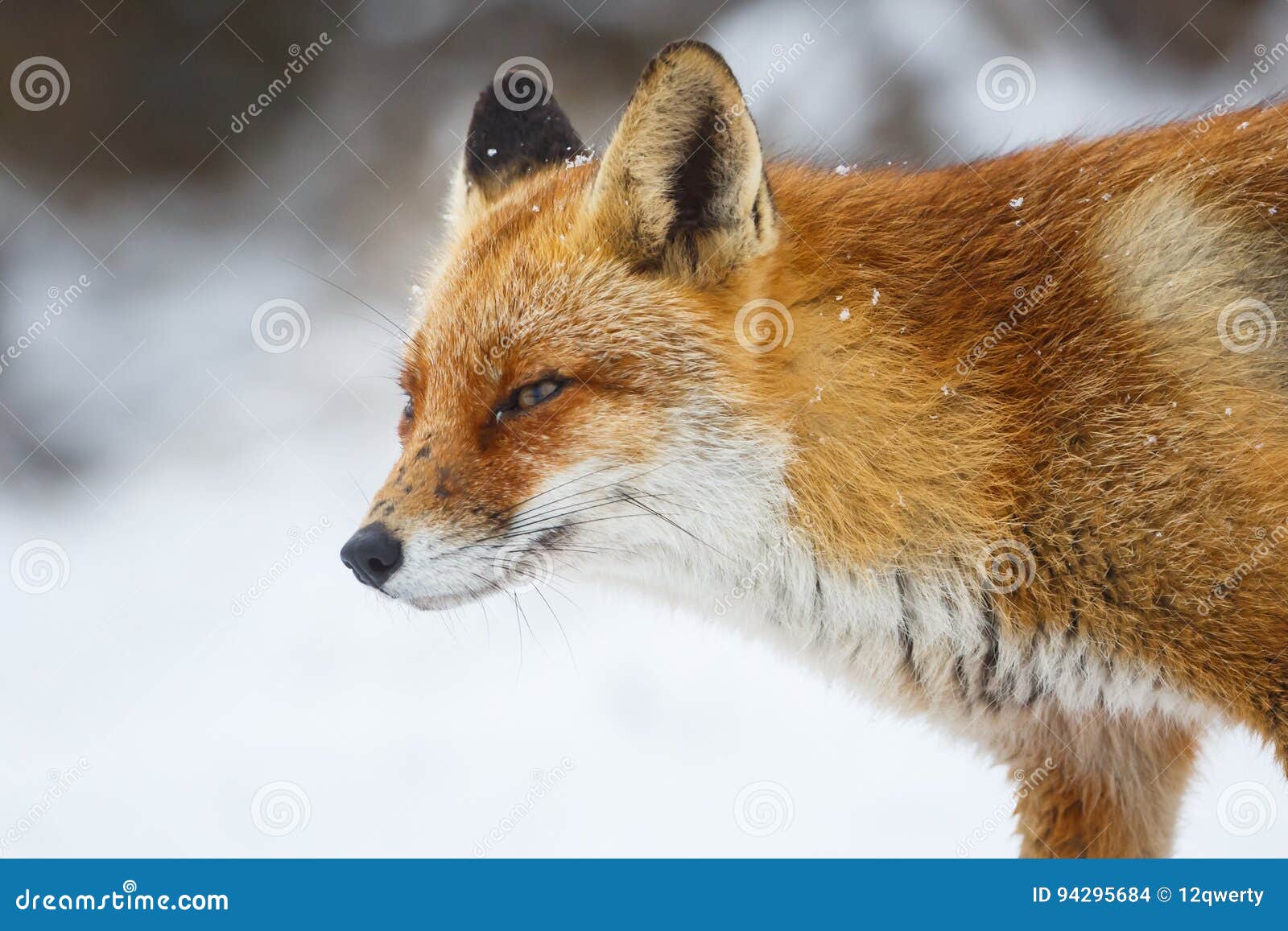 Red fox stock photo. Image of snout, whiskers, predator - 94295684
