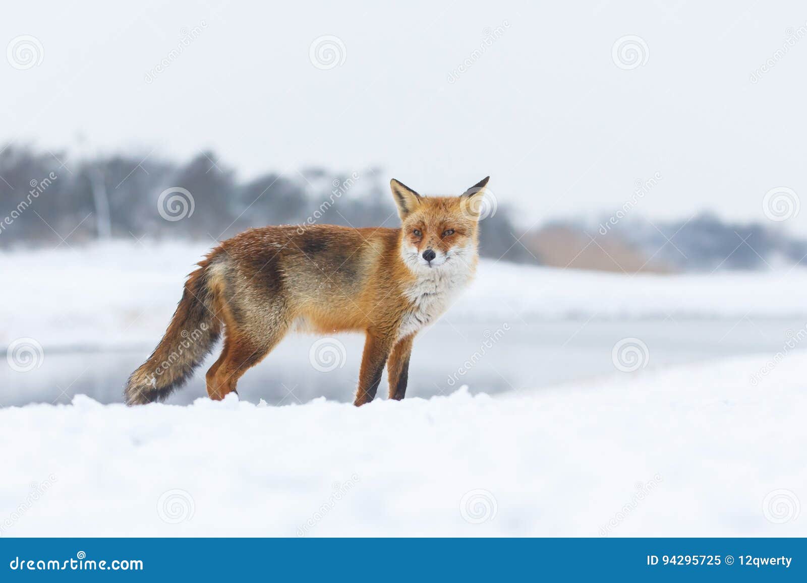 Red fox stock image. Image of snow, snout, wildlife, mammal - 94295725
