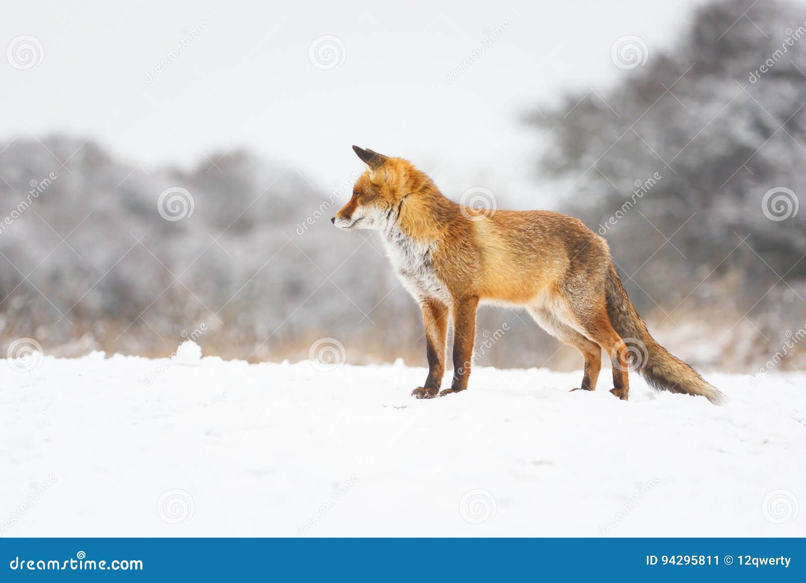 Red fox stock image. Image of snout, landscape, wildlife - 94295811