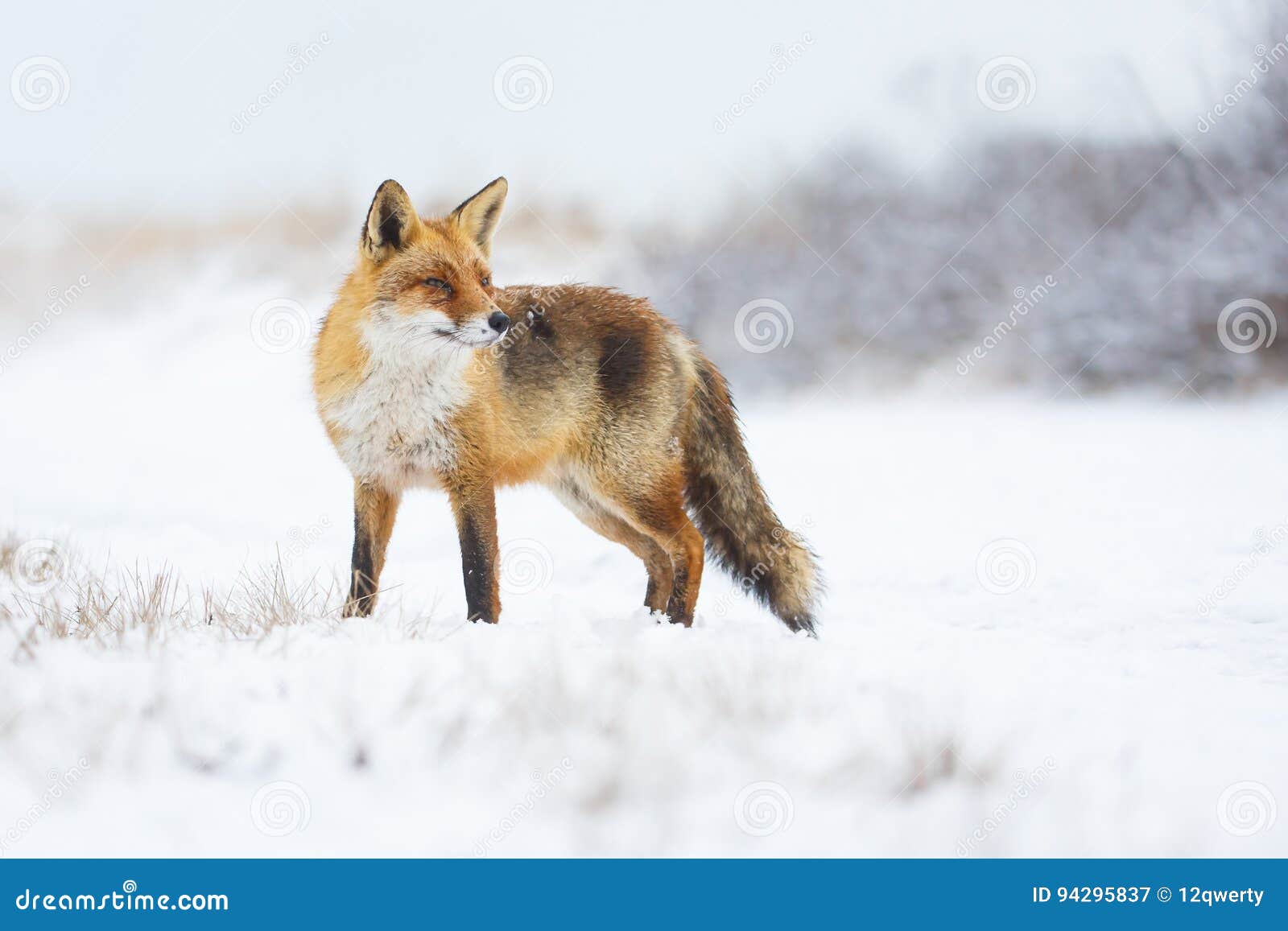 Red fox stock image. Image of fauna, snout, mammal, landscape - 94295837