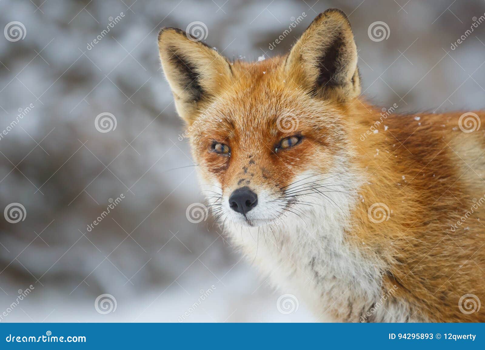 Red fox stock image. Image of snout, mammal, snow, landscape - 94295893